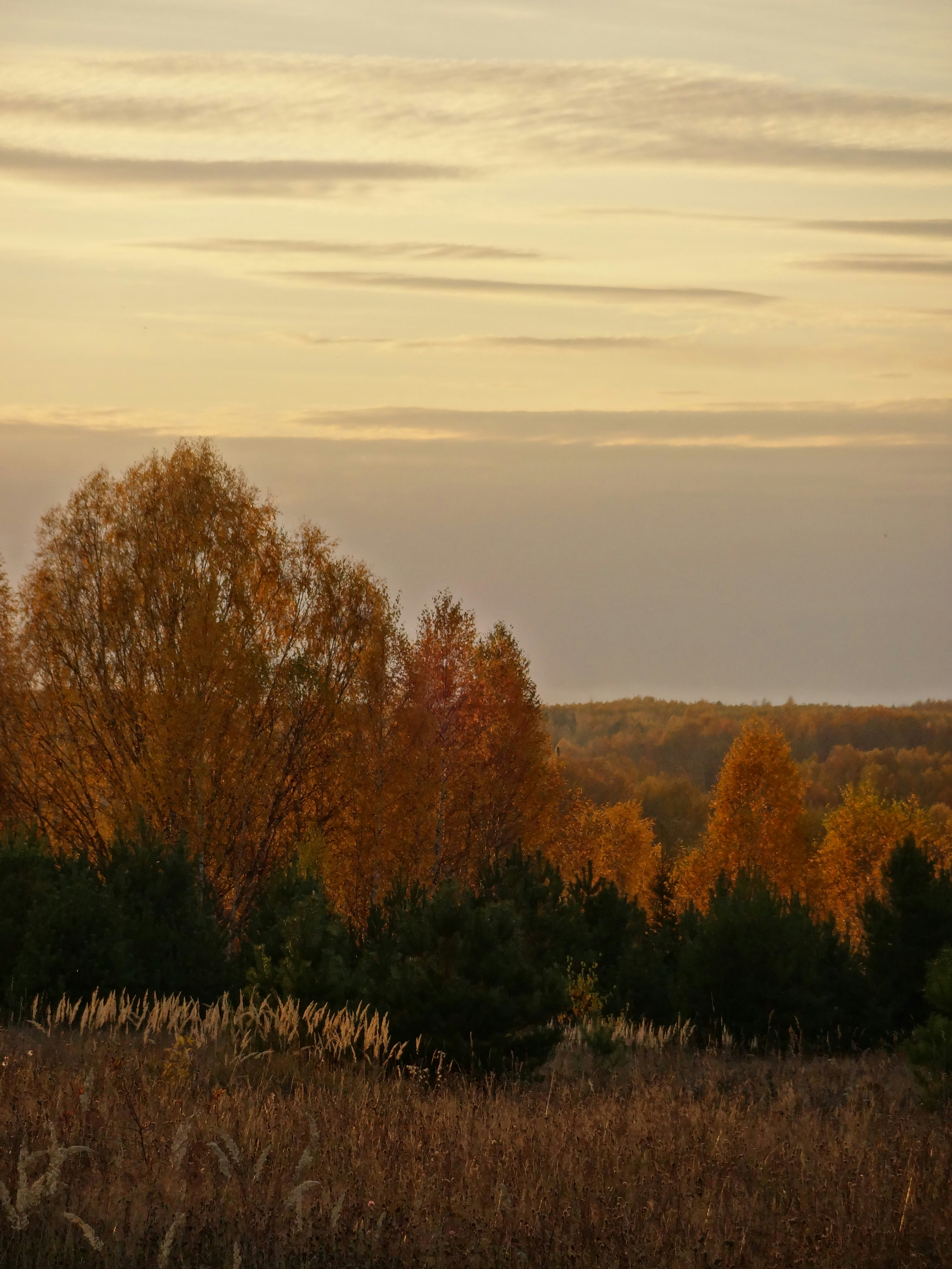 Golden Hour Harvest: Trees & Tall Grasses in Autumn Light