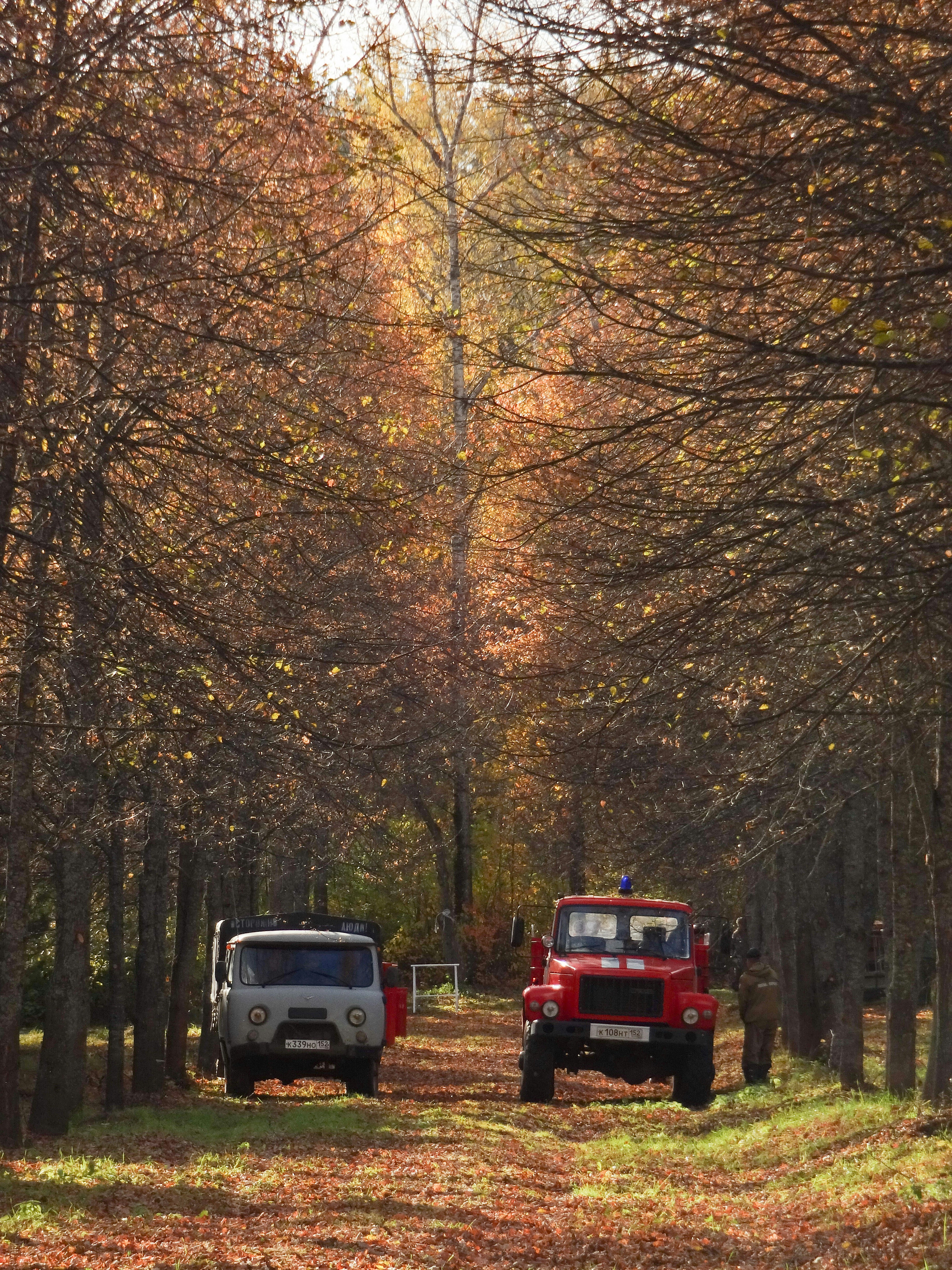 Autumn Forest Road: A Quartet of Trucks Quietly Guard the Allée