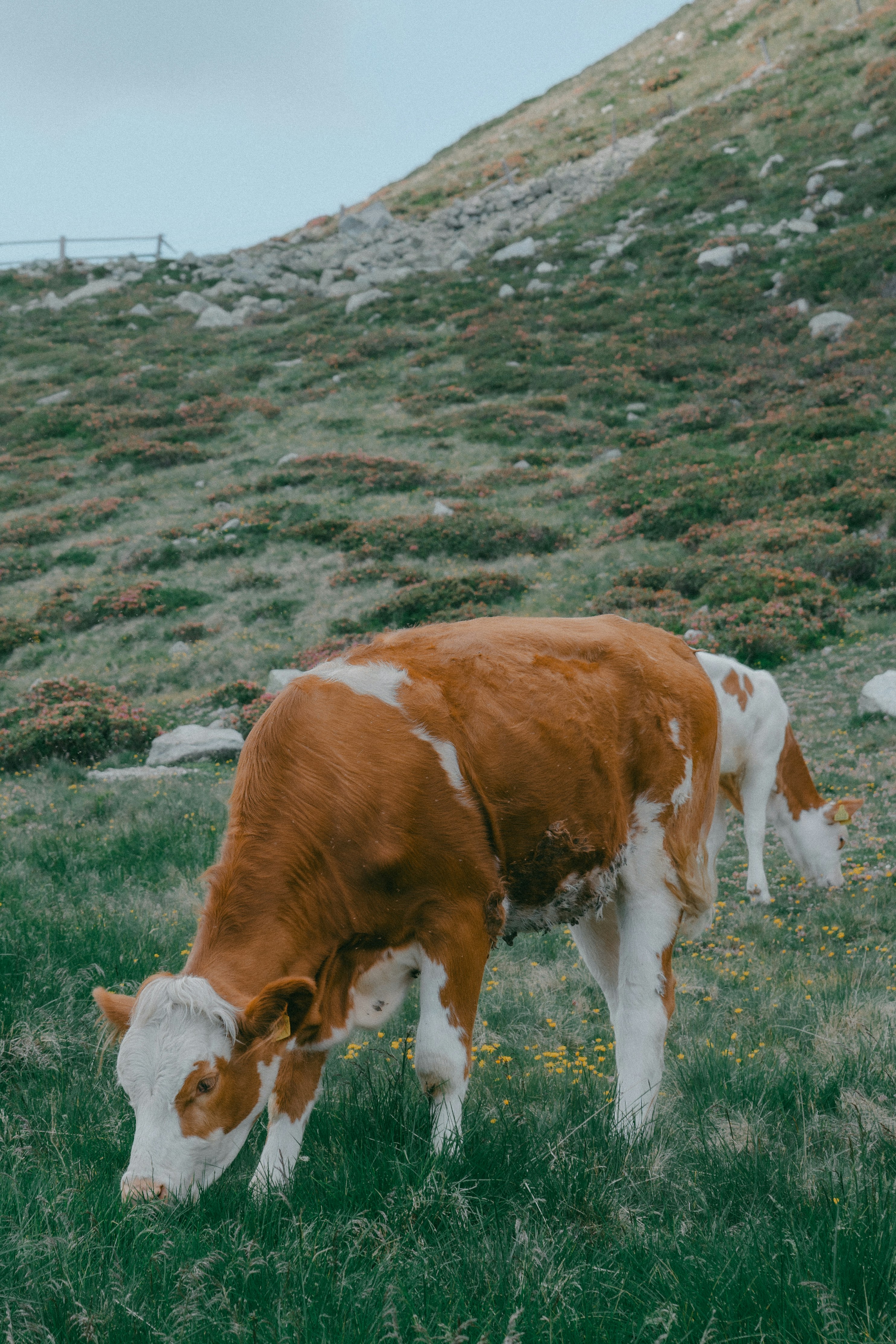 Pasture Grazers: A Brown-and-White Cow Quietly Browses in a Rocky Hill Landscape