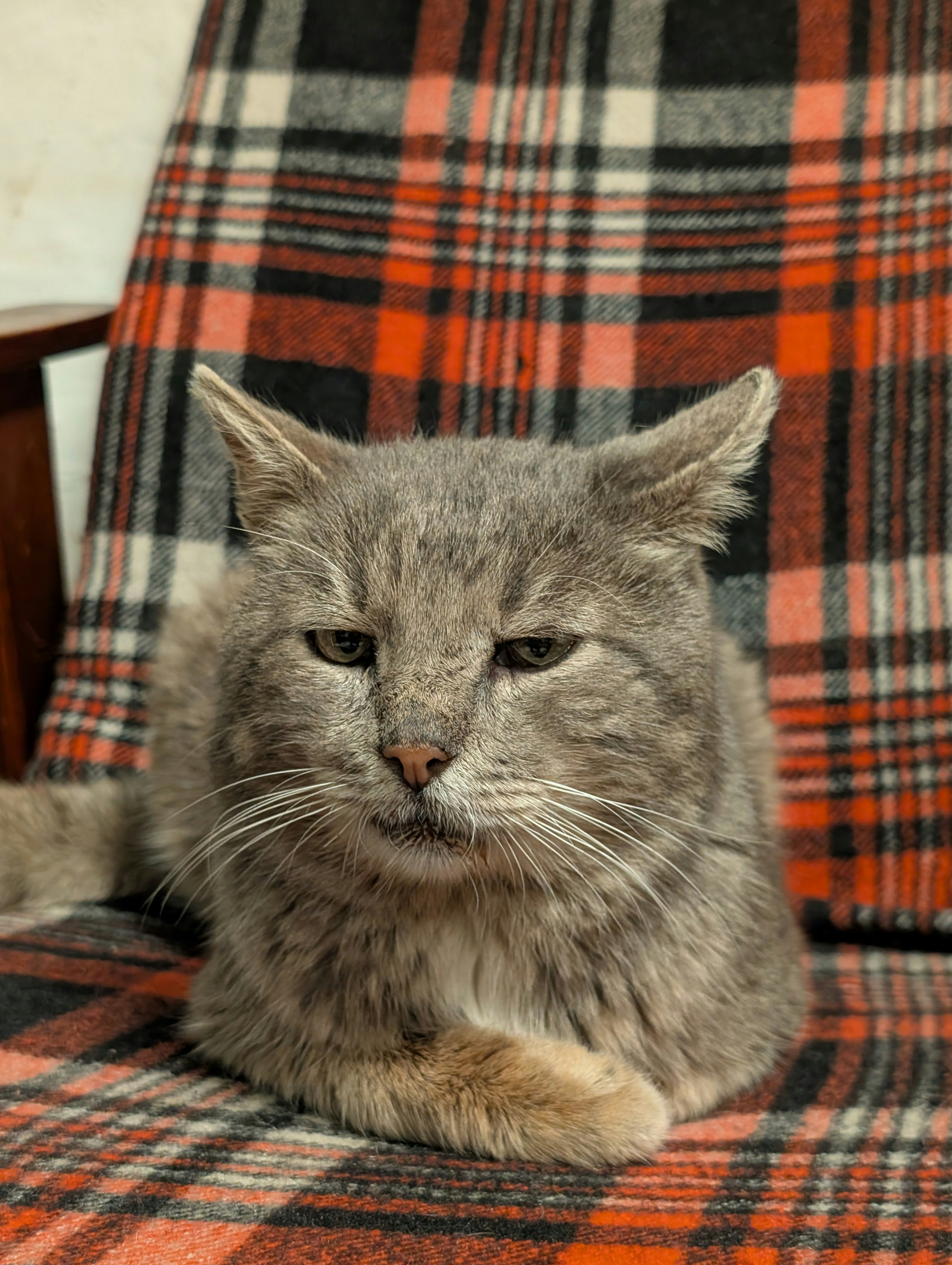 Grey lounge: a contemplative cat on a plaid throne