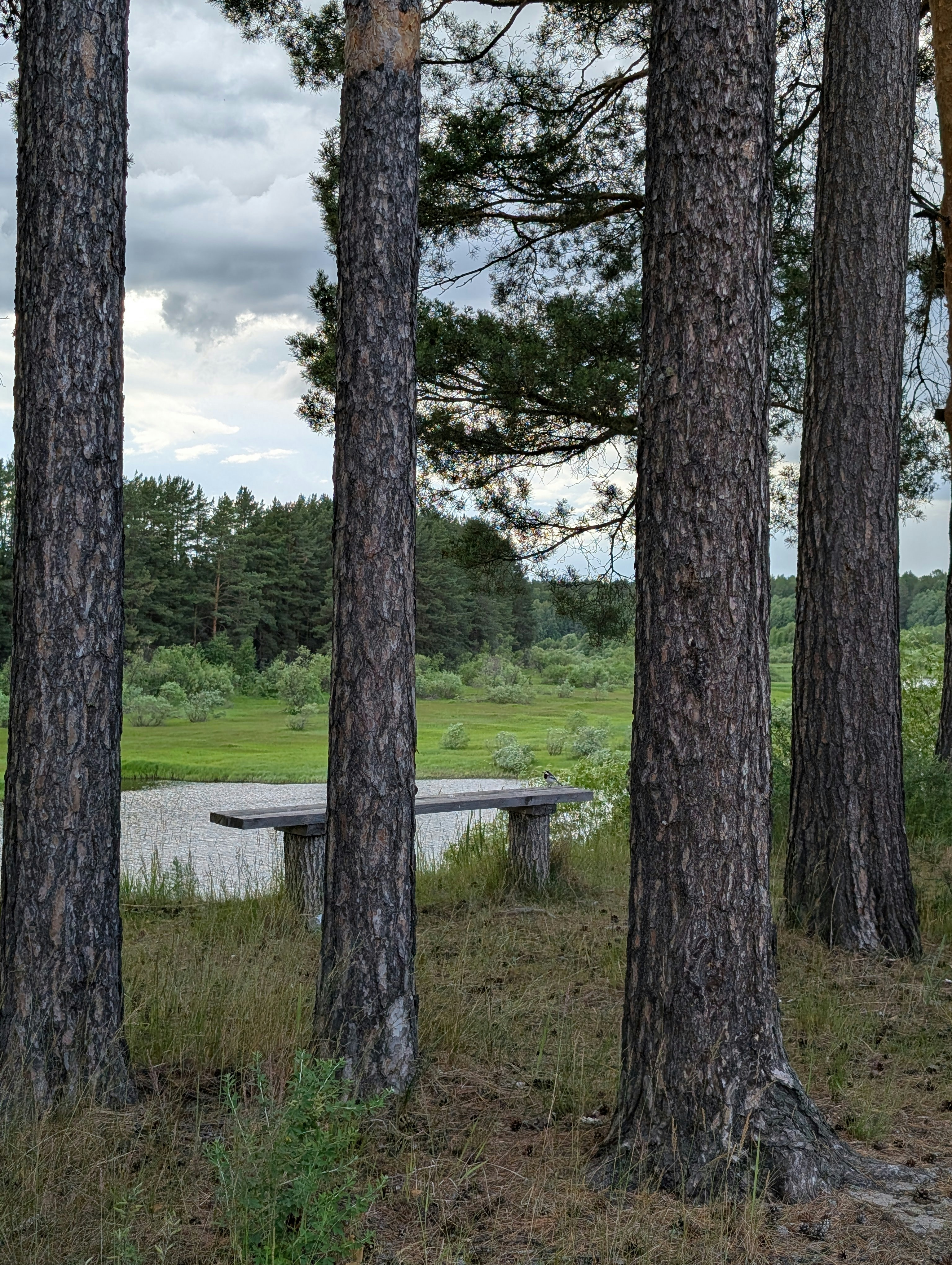Sunlit clearing framed by tall pines opens to a tranquil lake and a simple wooden bench in the distance. A calm natural scene highlighting subtle textures and soft light.
