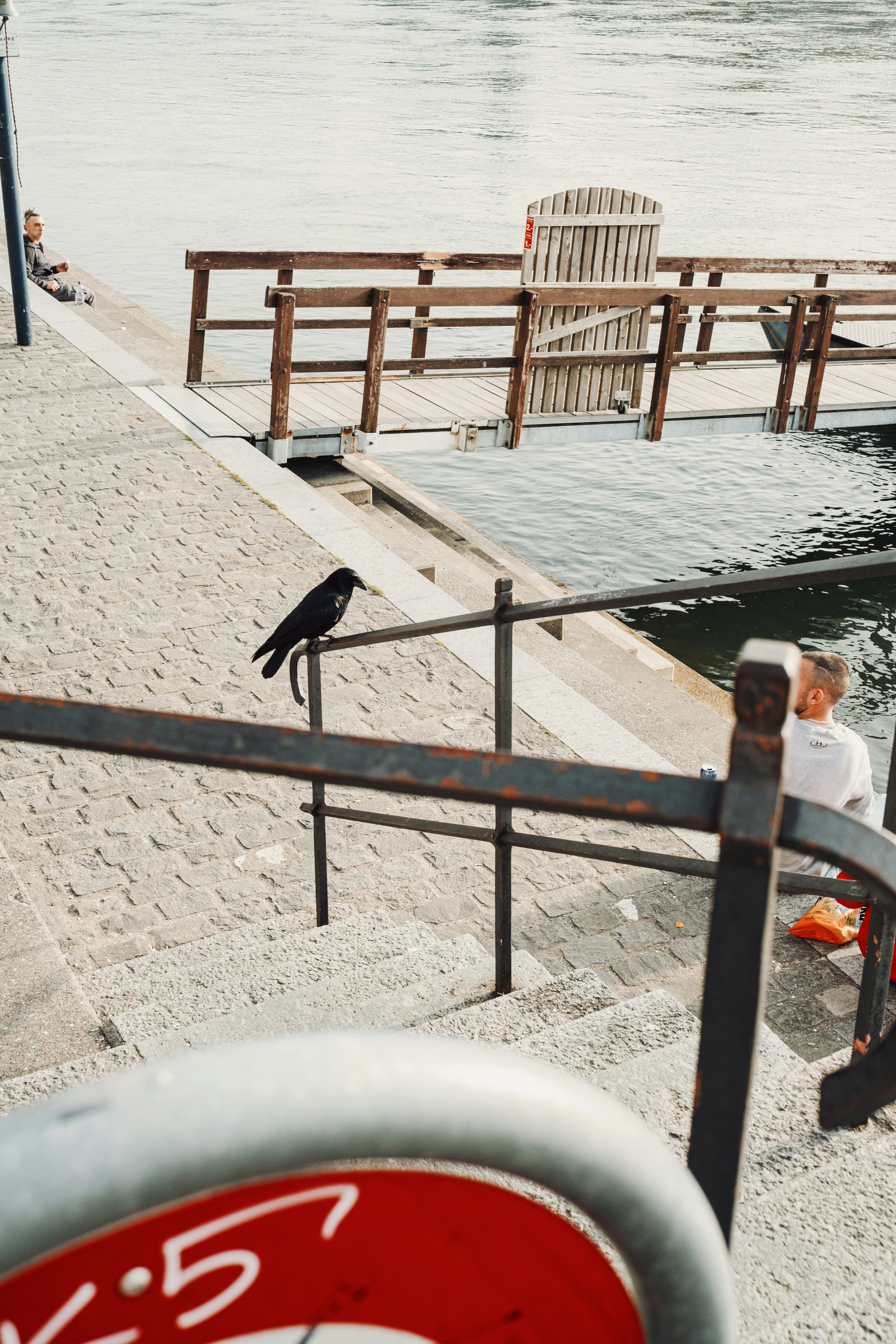 Rook by the Water: A Seagull Watch at the Dock