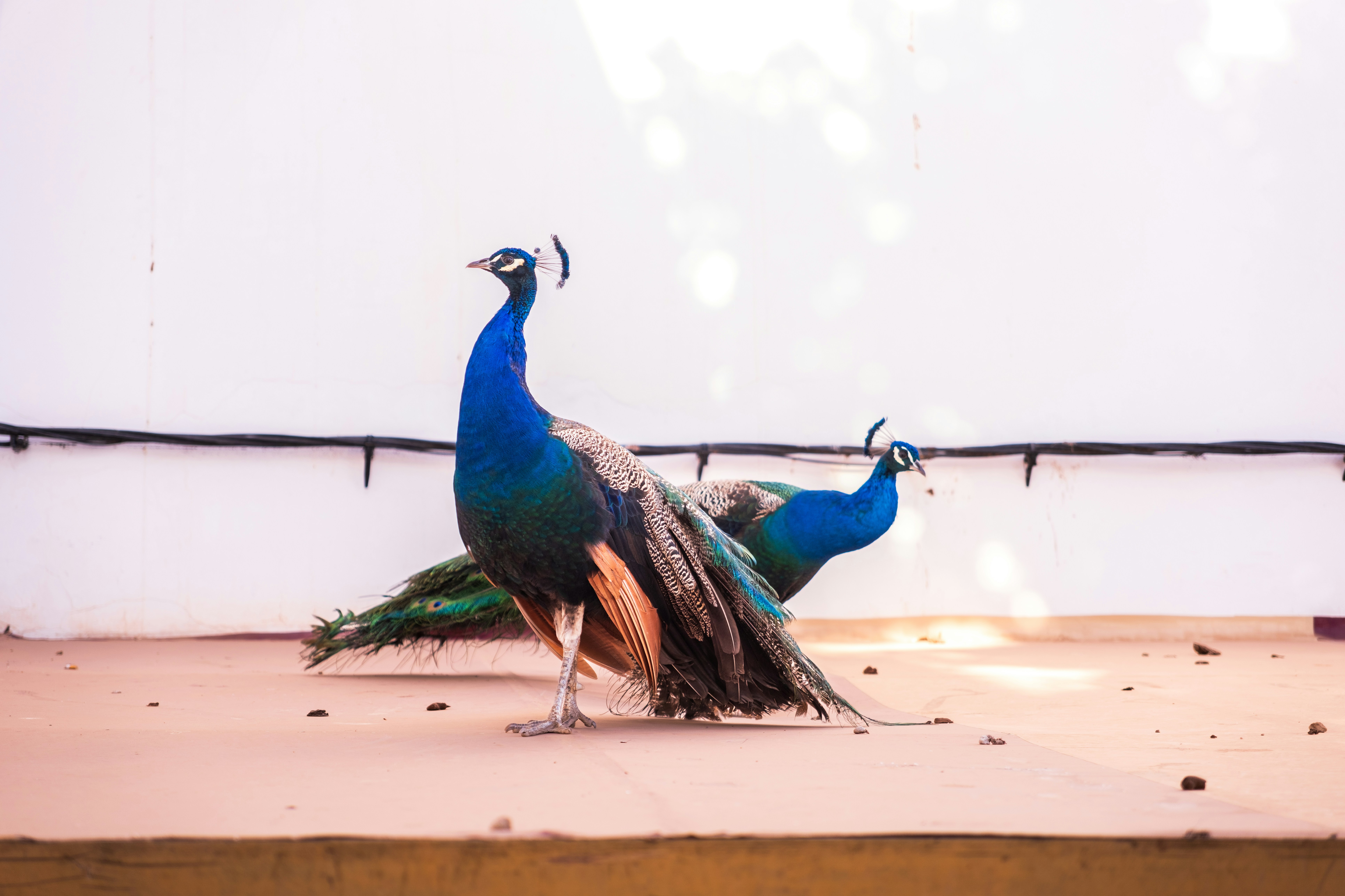 Peacocks in a Quiet Courtyard