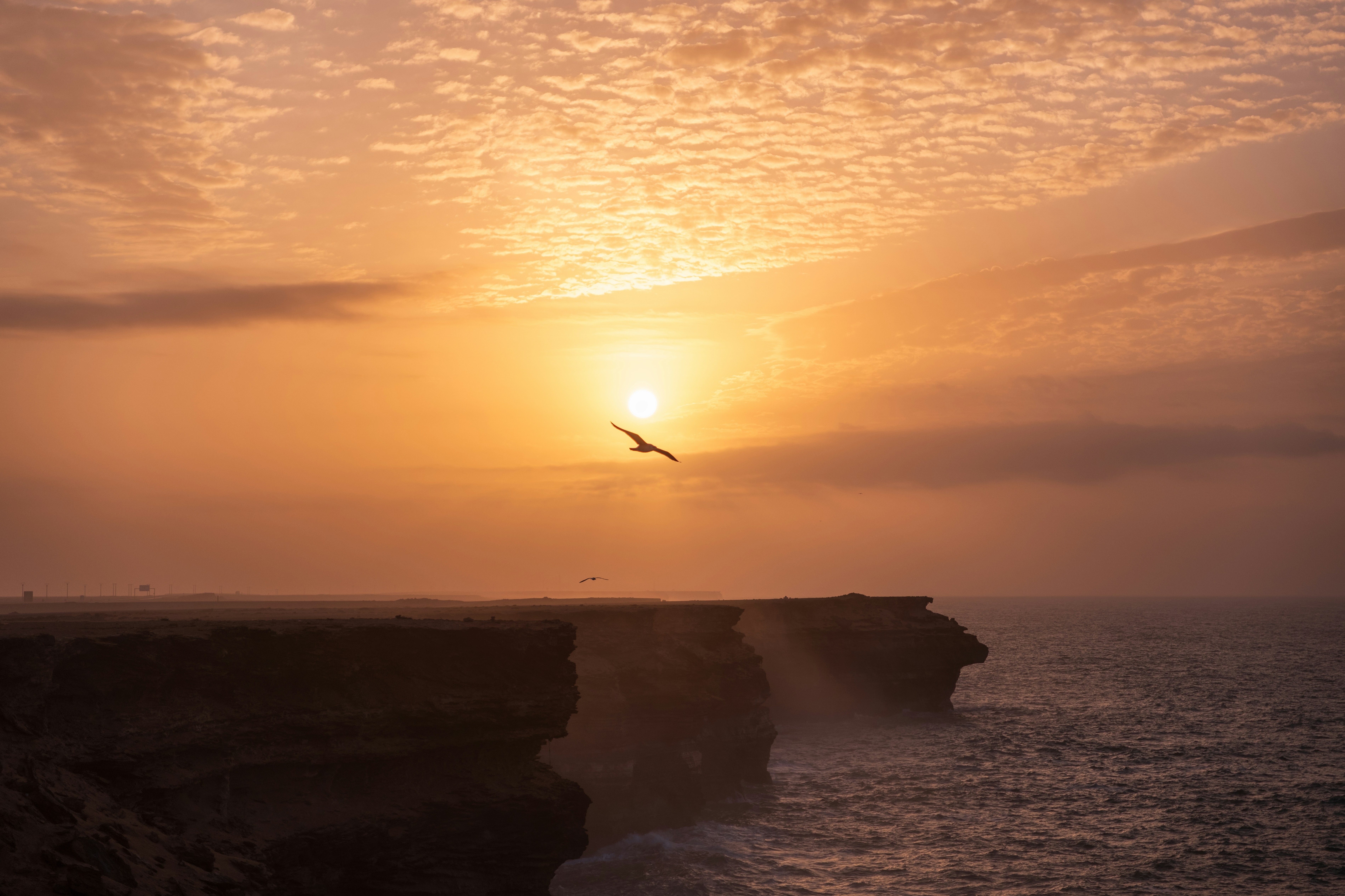 Sunlit Wings Over the Cliff