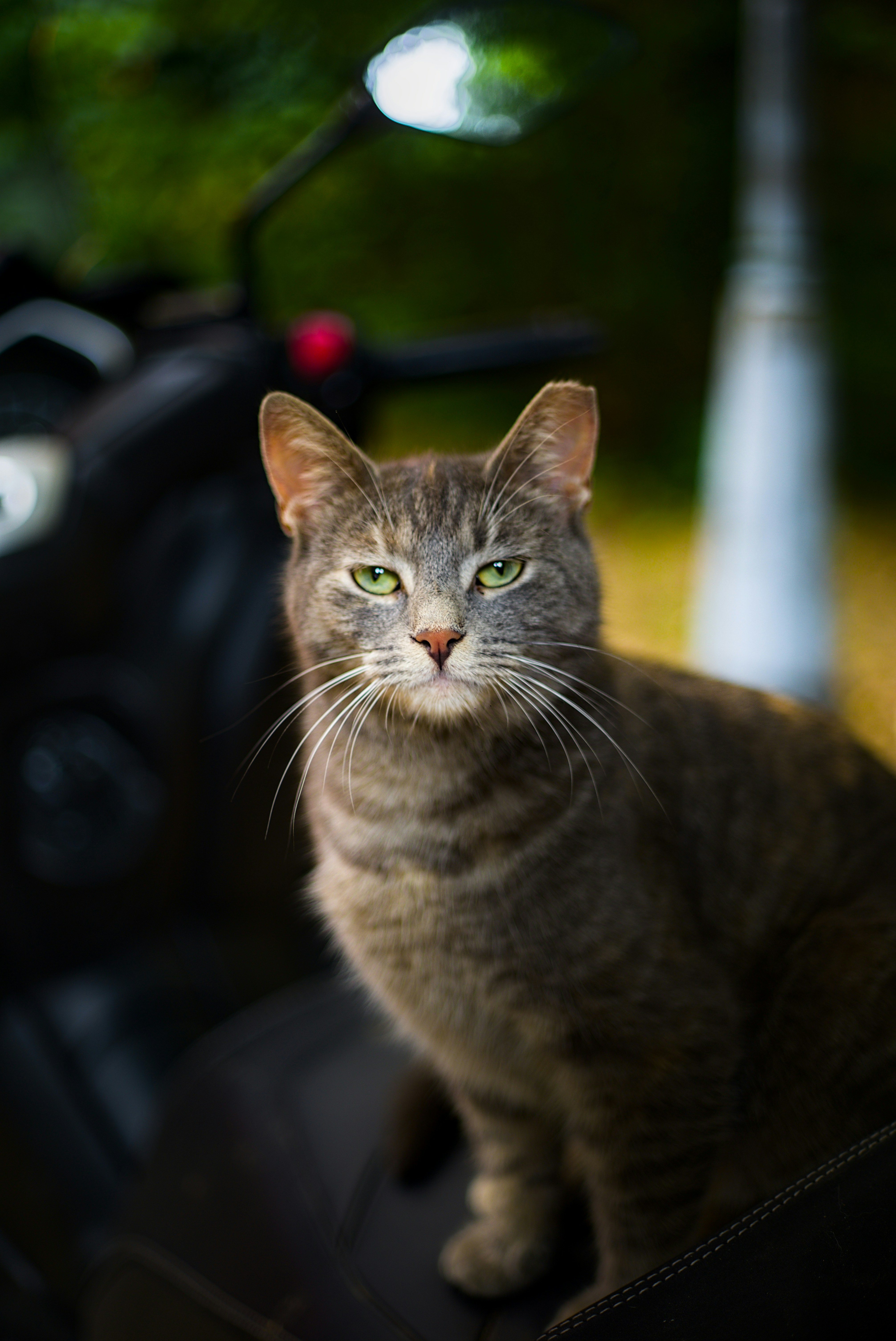 Cat Portrait on a Parked scooter with out-of-focus background
