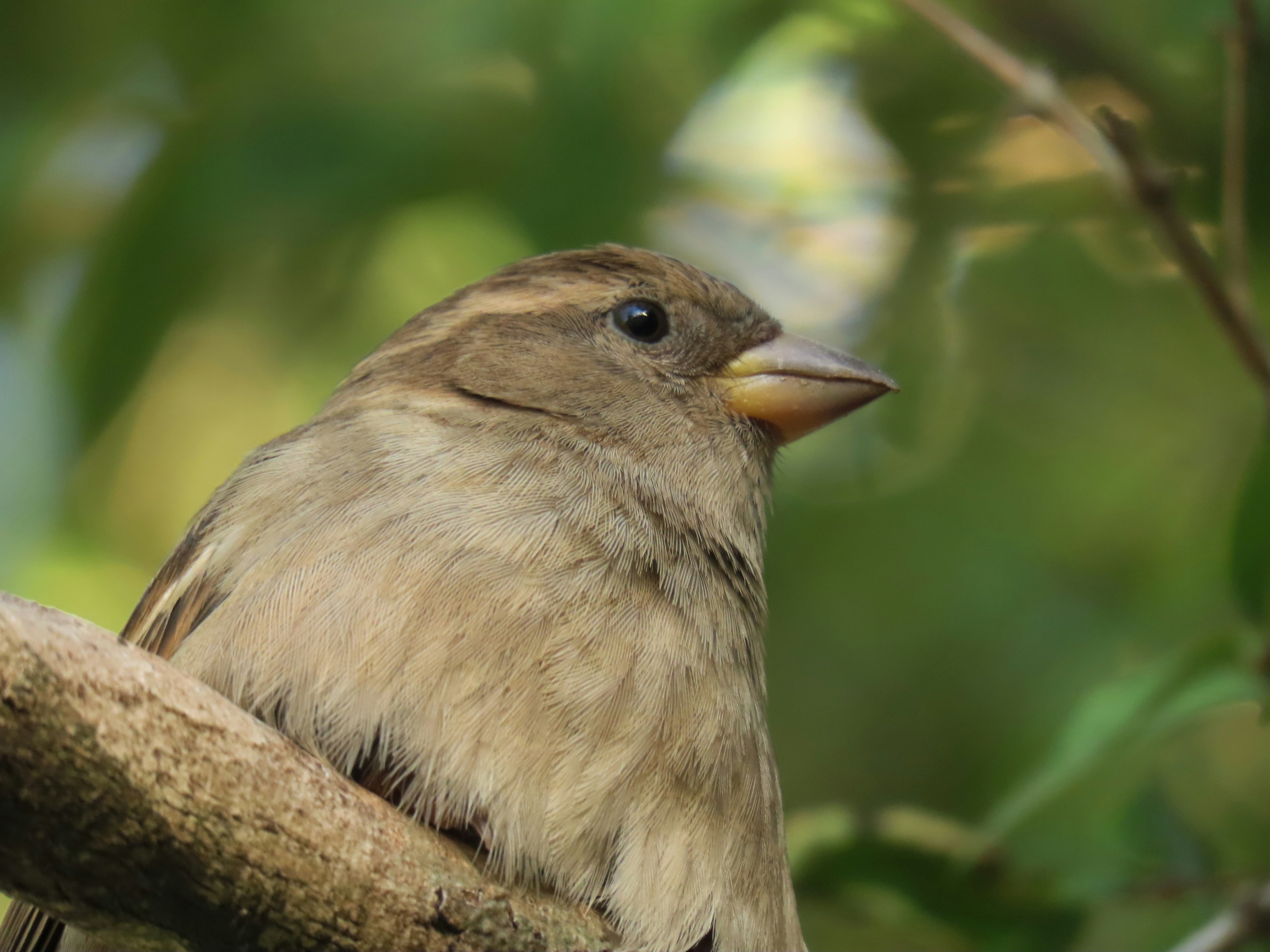 Soft-eyed Songbird at Rest on a Sunlit Branch