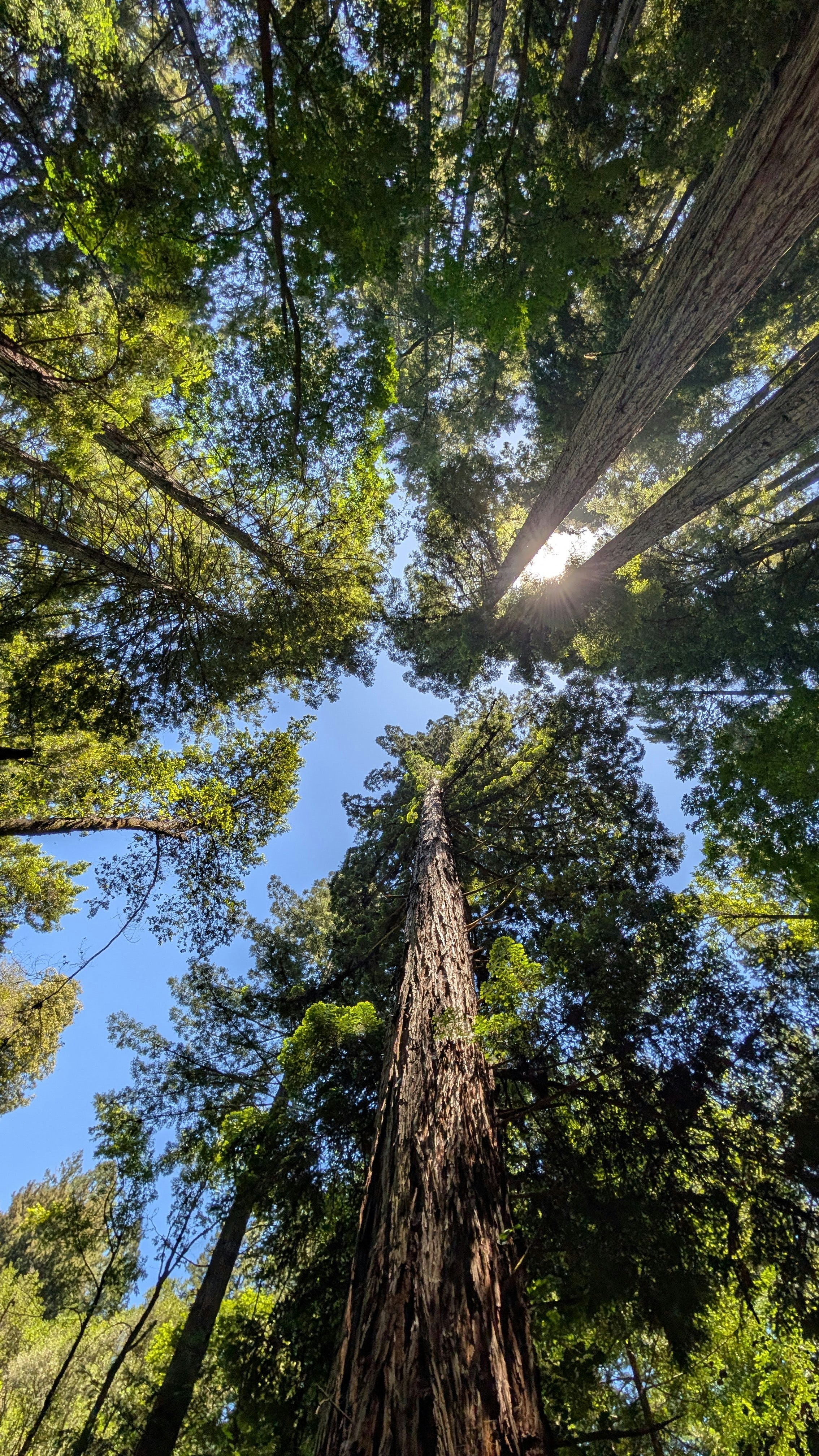 Forest Cathedral: Sunlight Piercing the Giant trunks