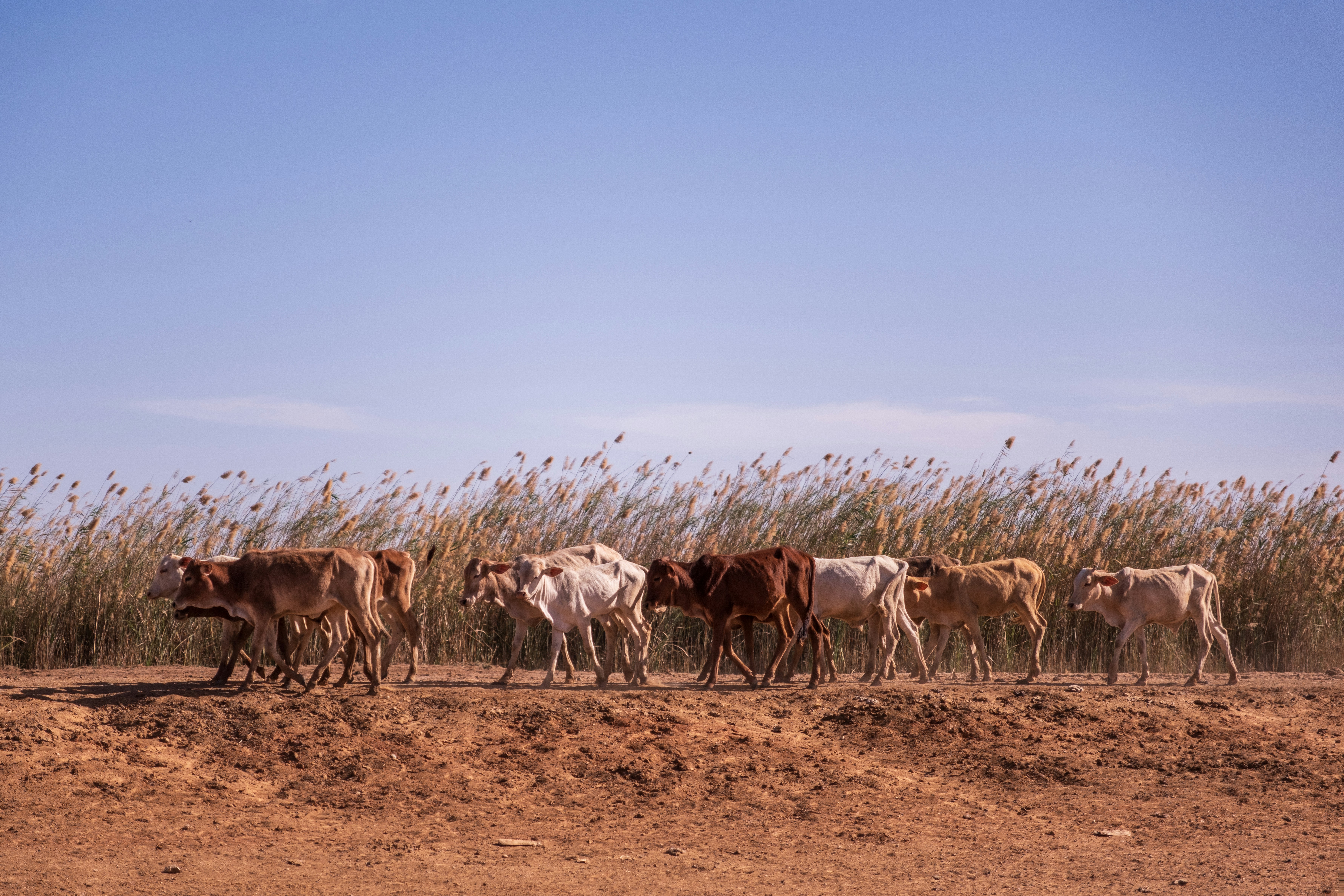 Herd of Cattle Crossing a Dusty Bosque Landscape at Midday