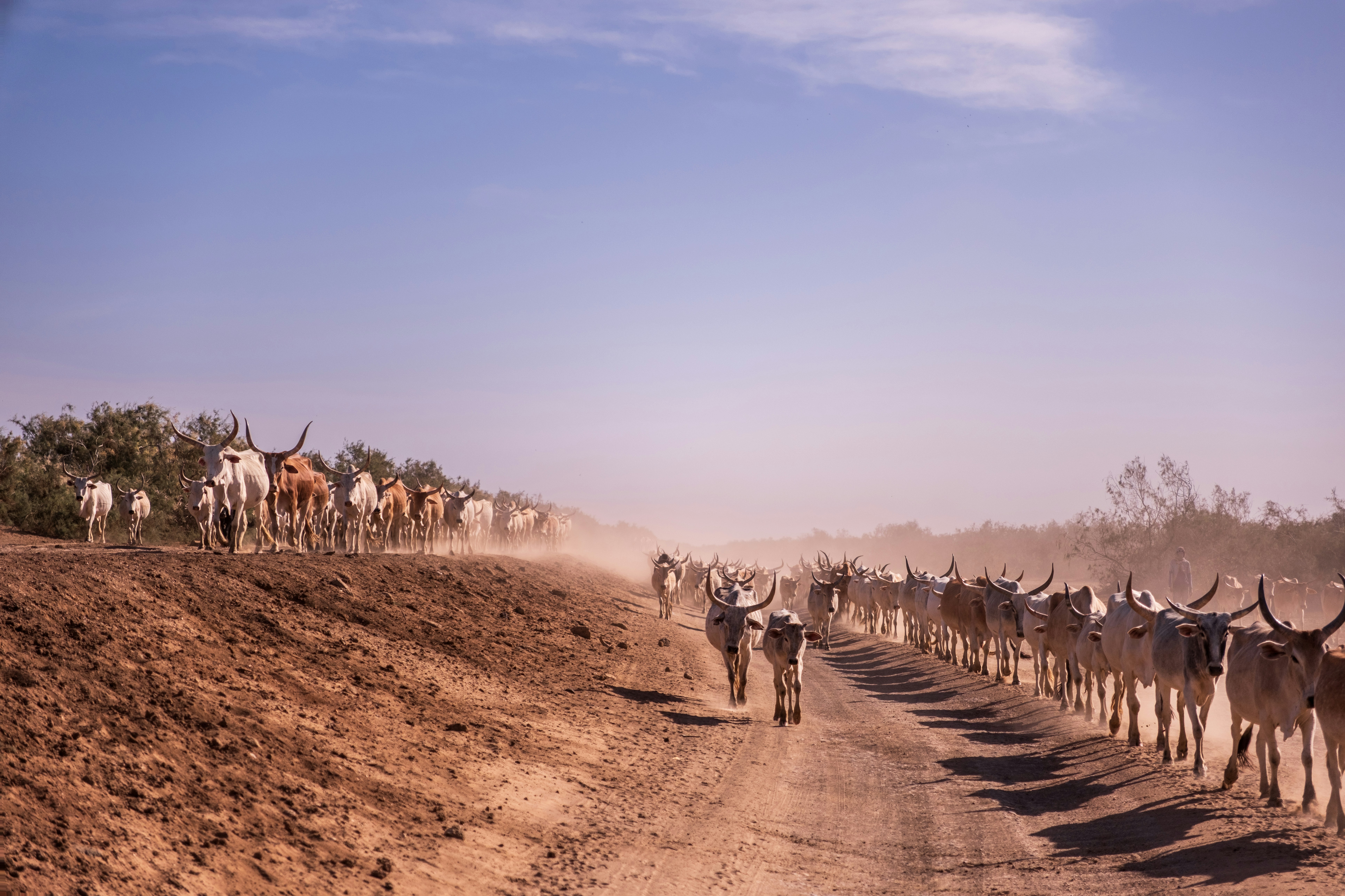 Dust and Herds: A Long Caravan on a Winding Dirt Track