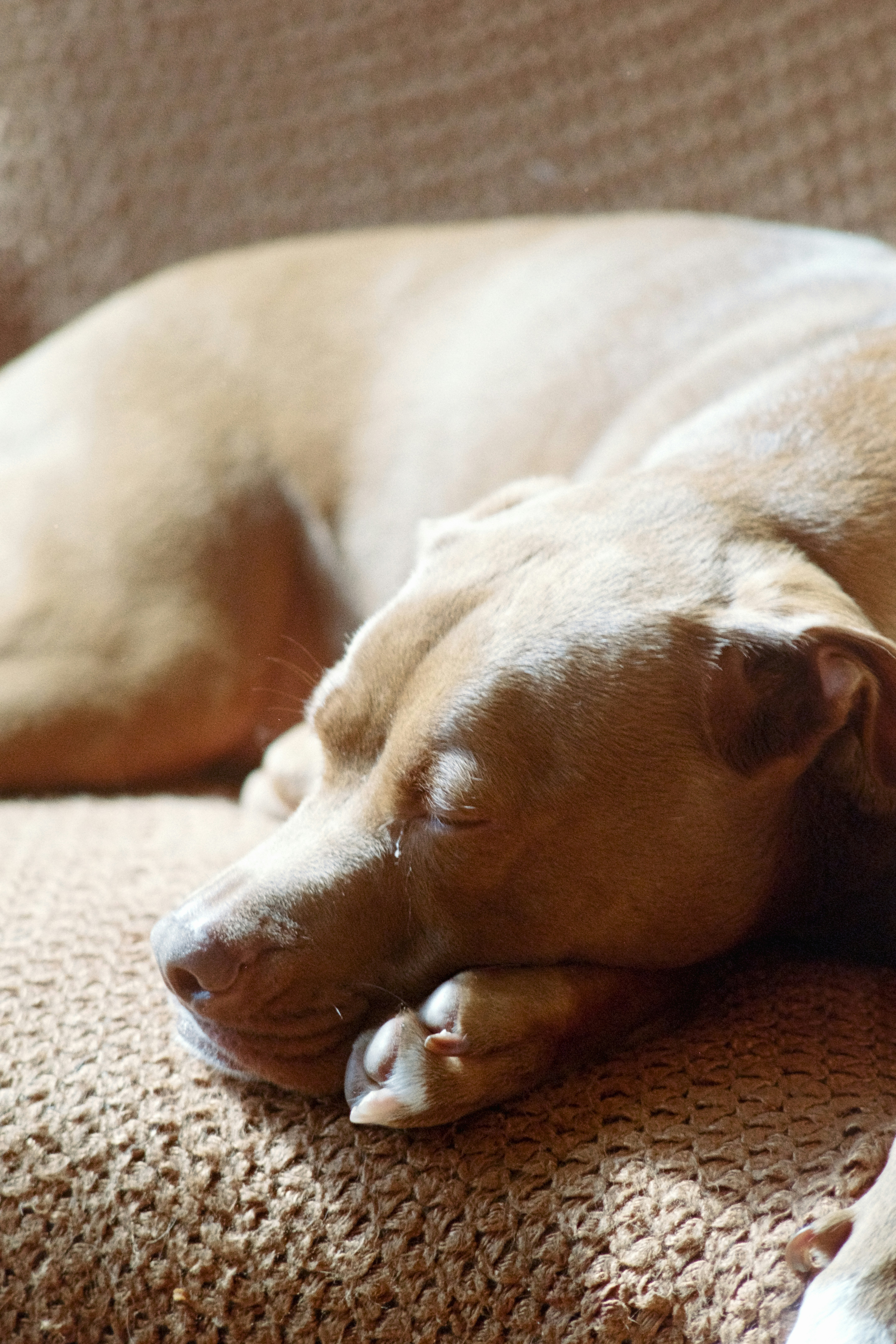 Languid Golden Hour: A Blissful Nap on Sunlit Knit