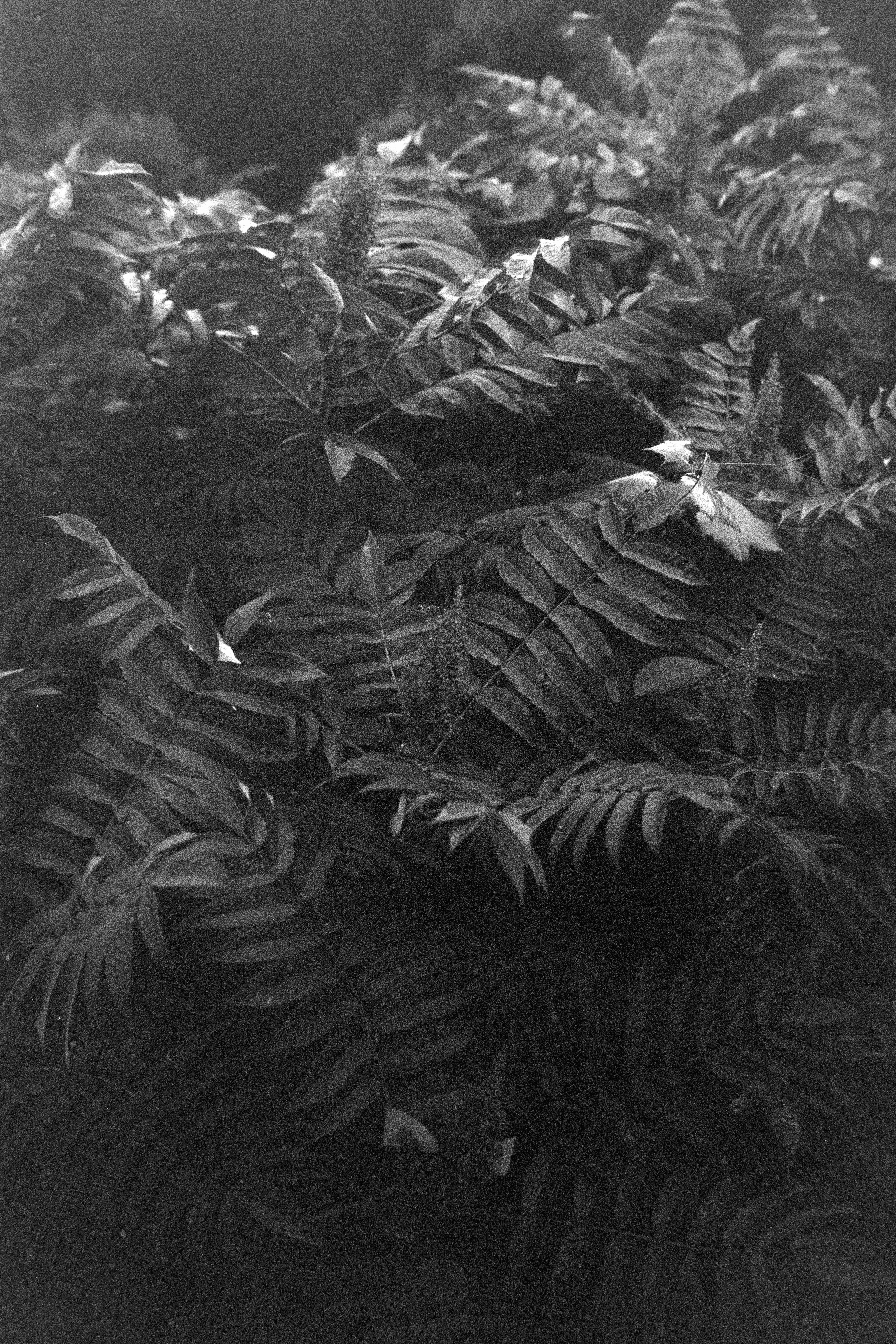 Low-contrast Fern Understory in Static Monochrome