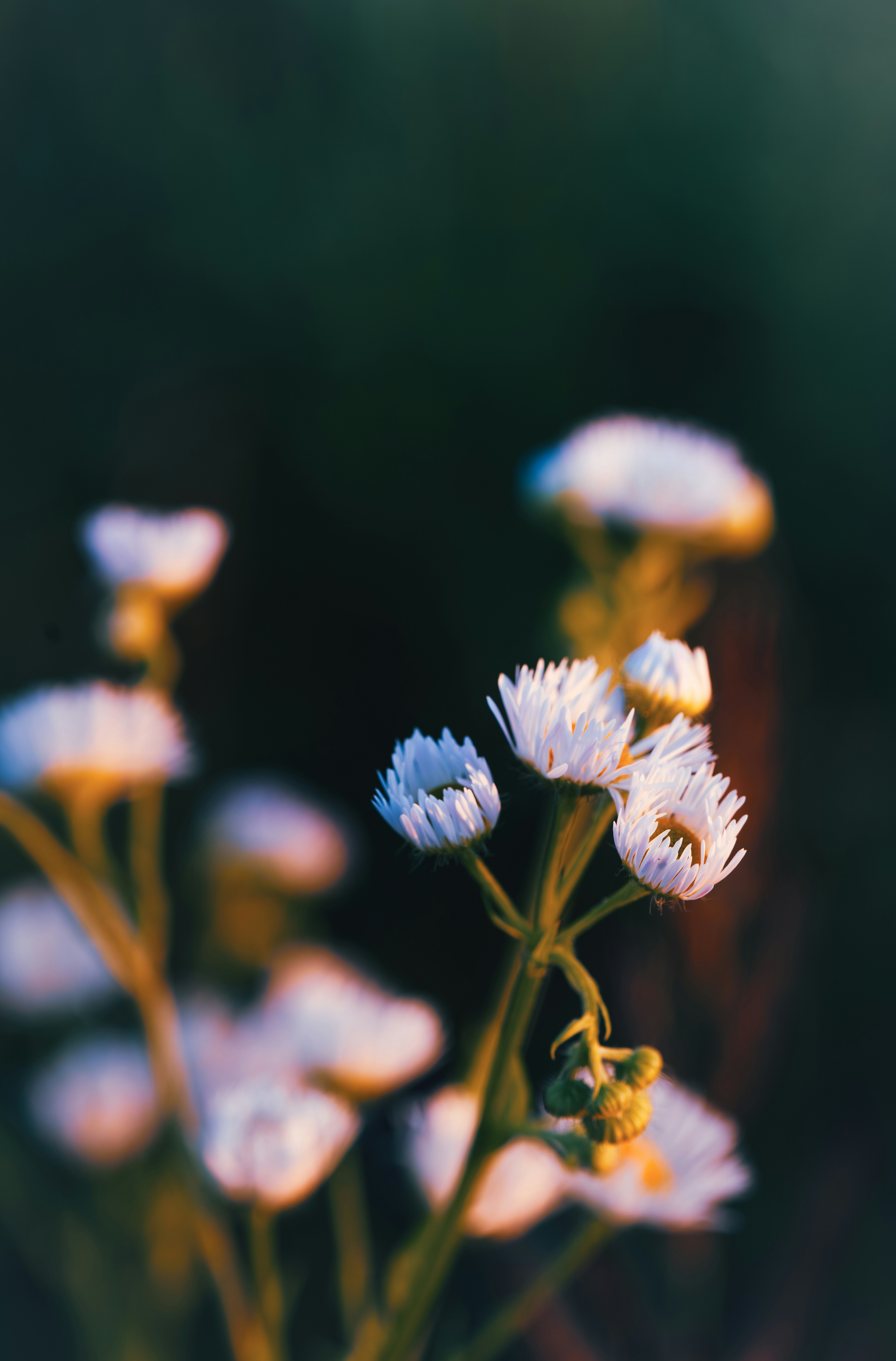 Daisy Field in soft Evening Light