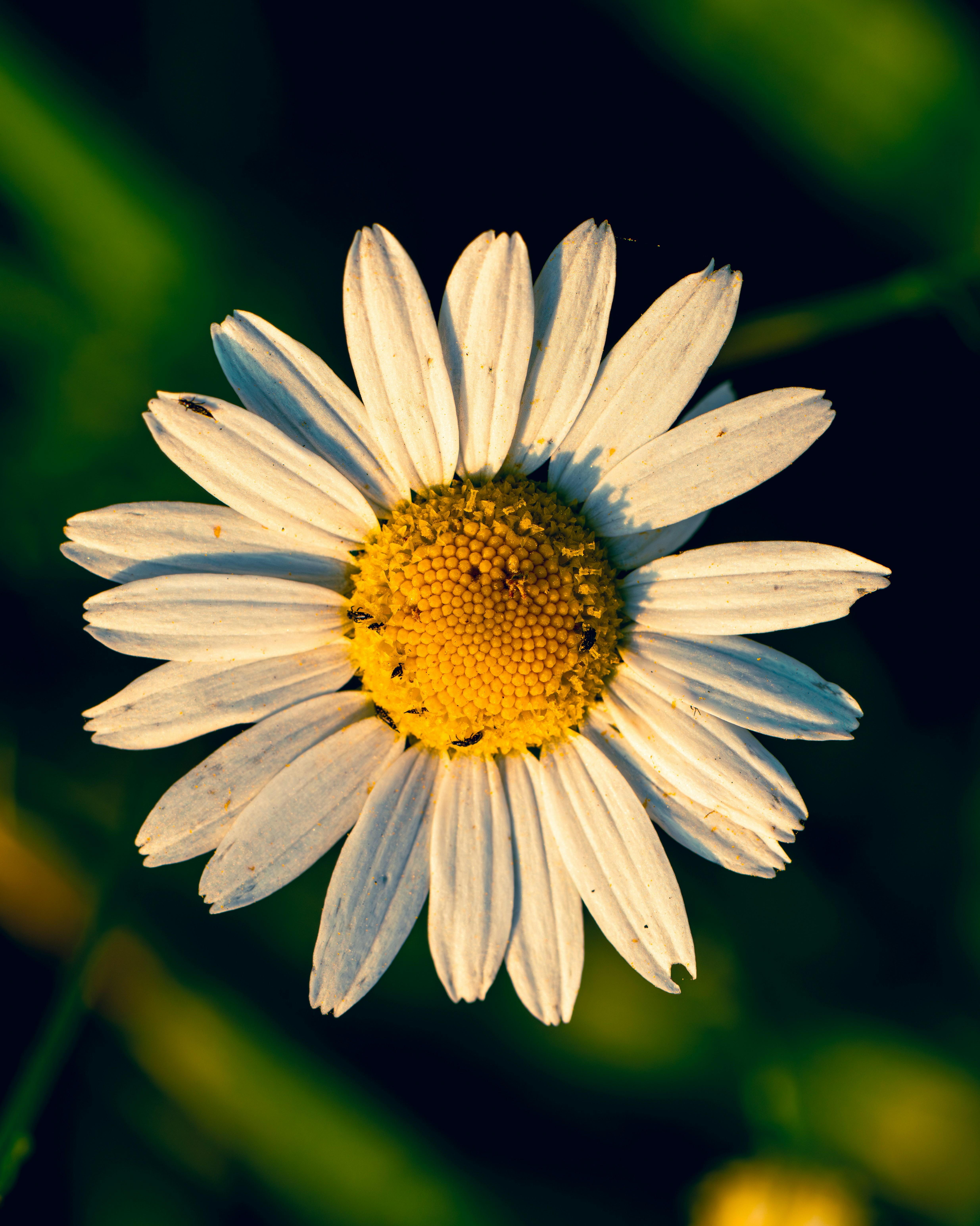 Central Daisy Crown: A Close-Up of Sunlit Petals