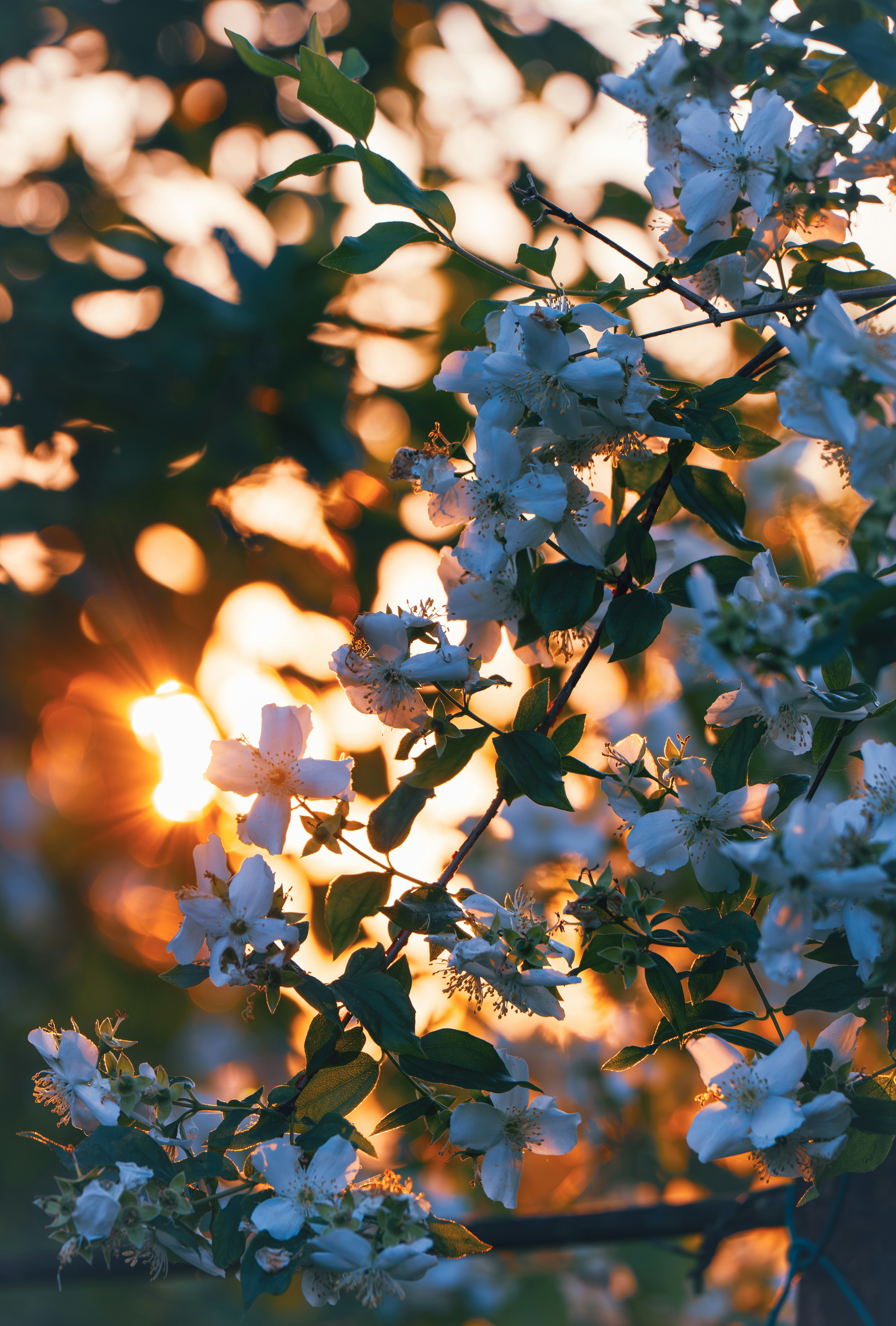 Sunset on Snowy Blooms: Backlit White Flowers Framing the Golden Hour