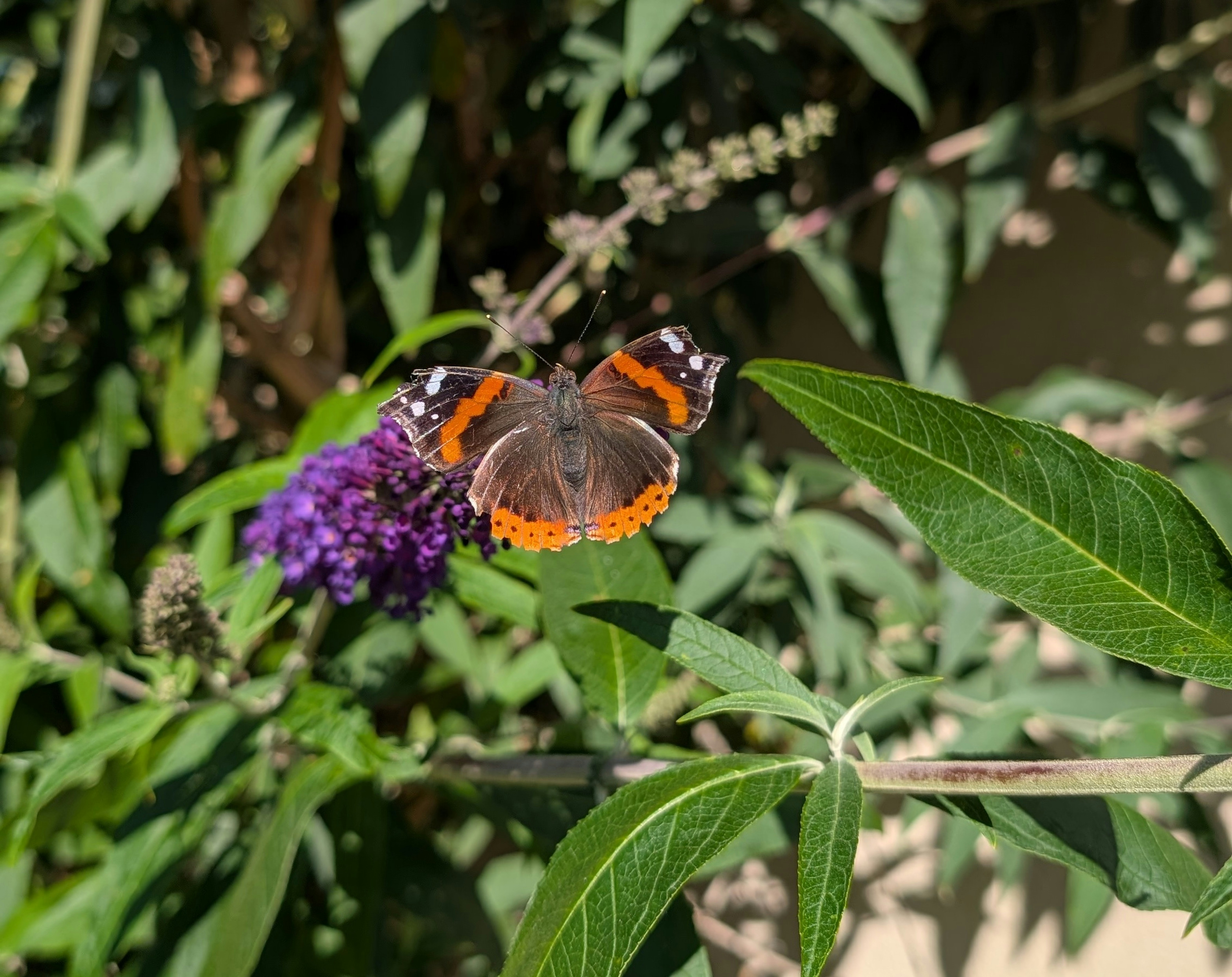 Butterfly perched on a purple flower amid foliage, with sunlight highlighting the wings.