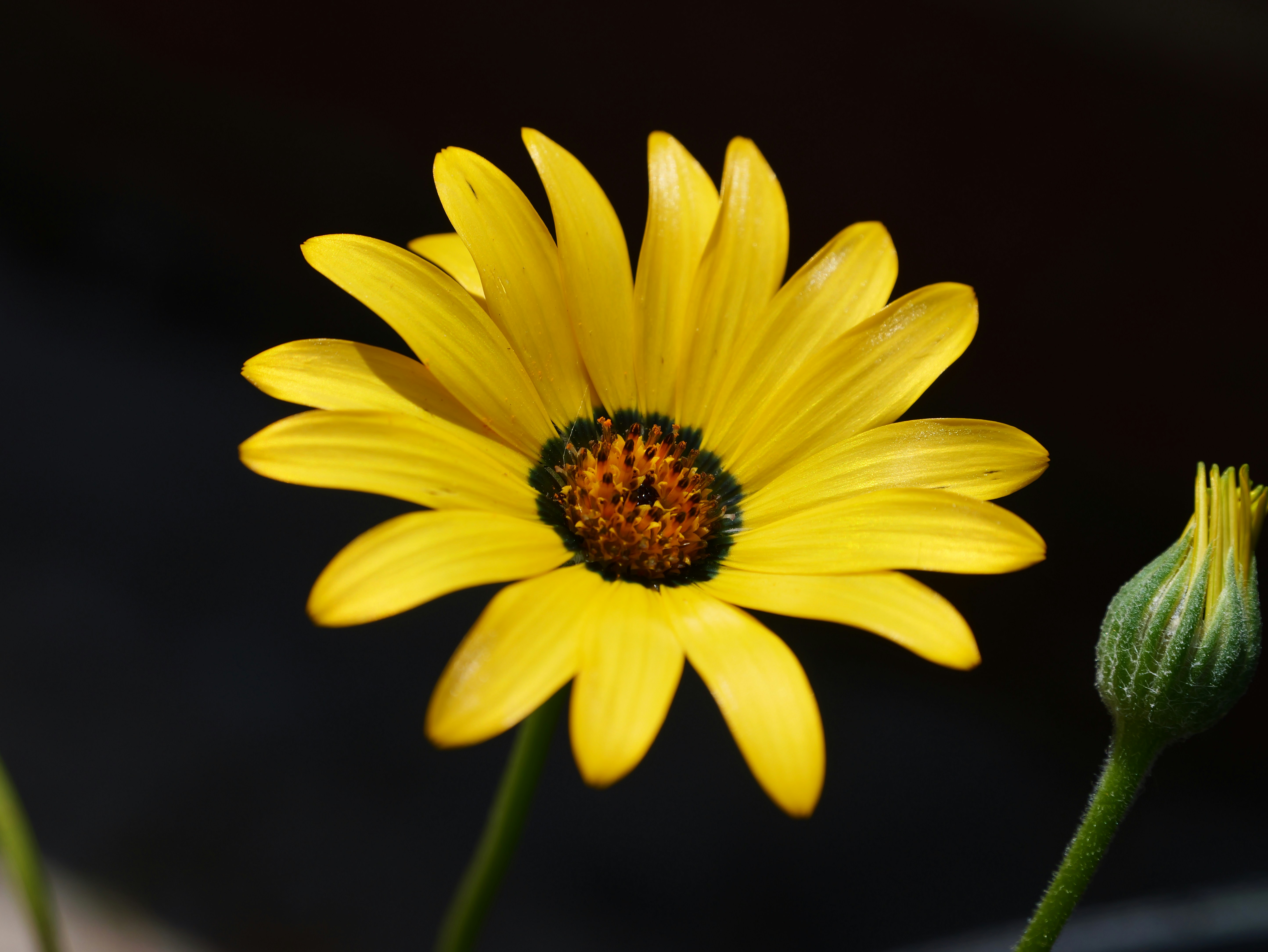 Sunlit Yellow Bloom Amid Dark Backdrop