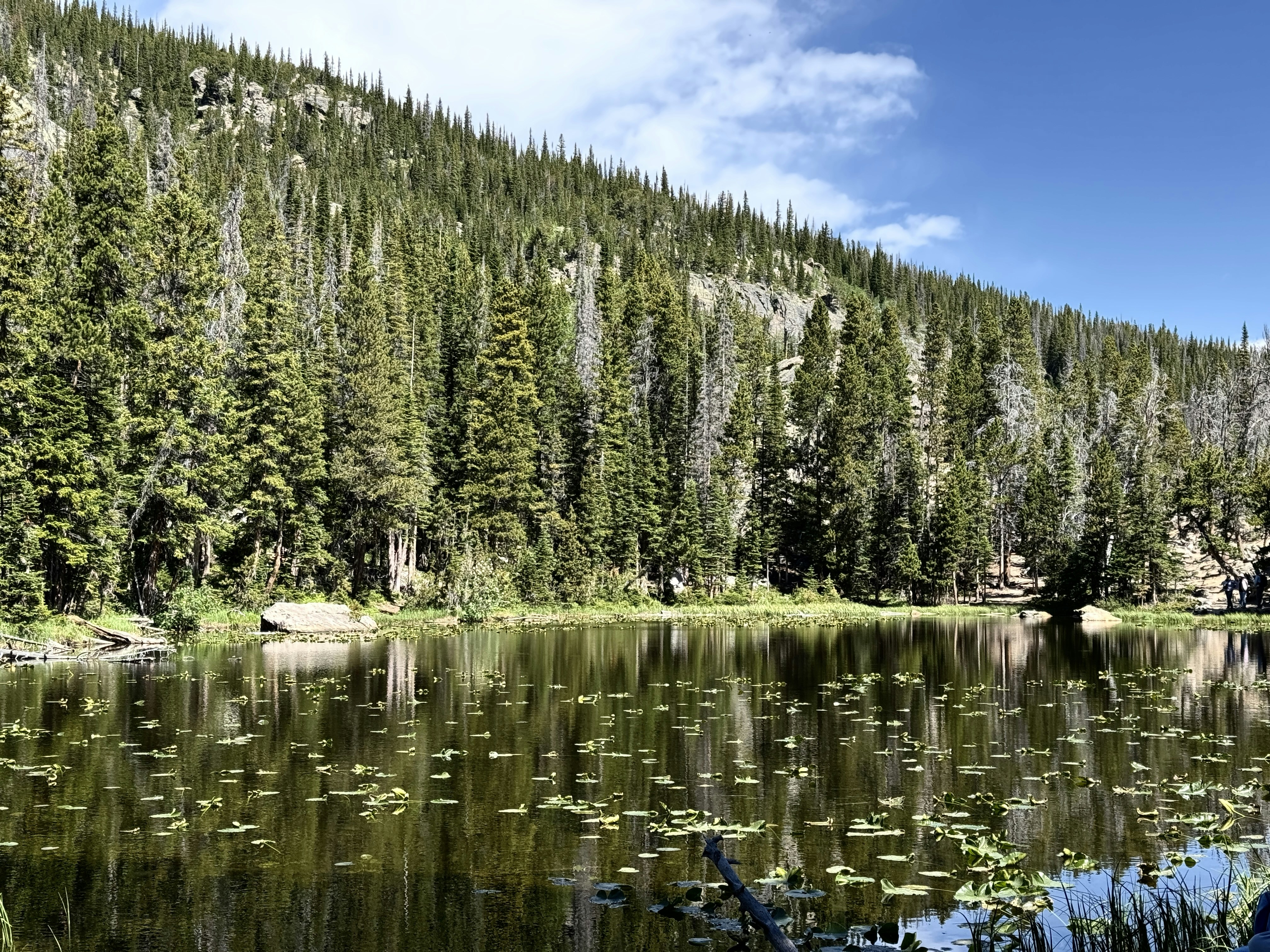 Glacial Lake Echo: Pine-Framed Stillness Under a Clear Sky