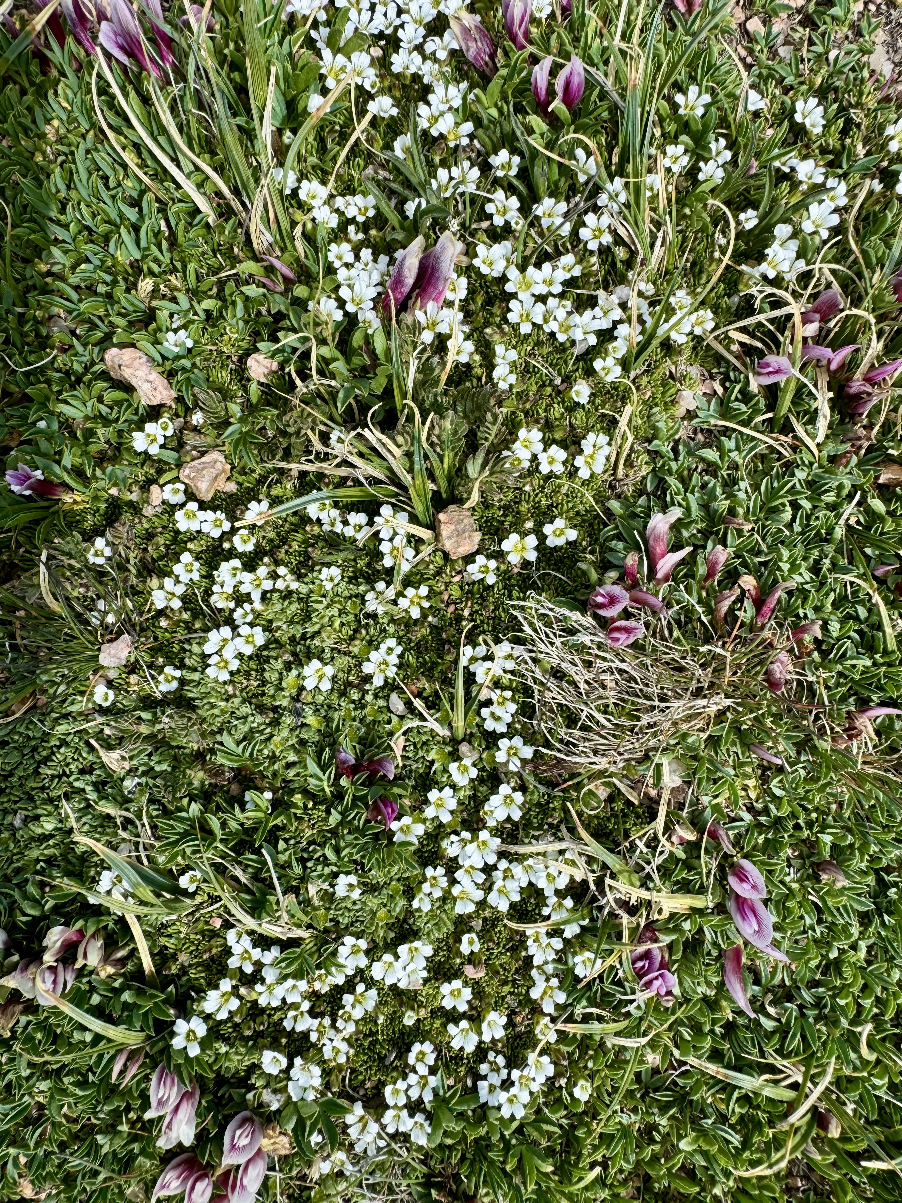Spring Carpet: White daisies and purple tulips in a tangled meadow