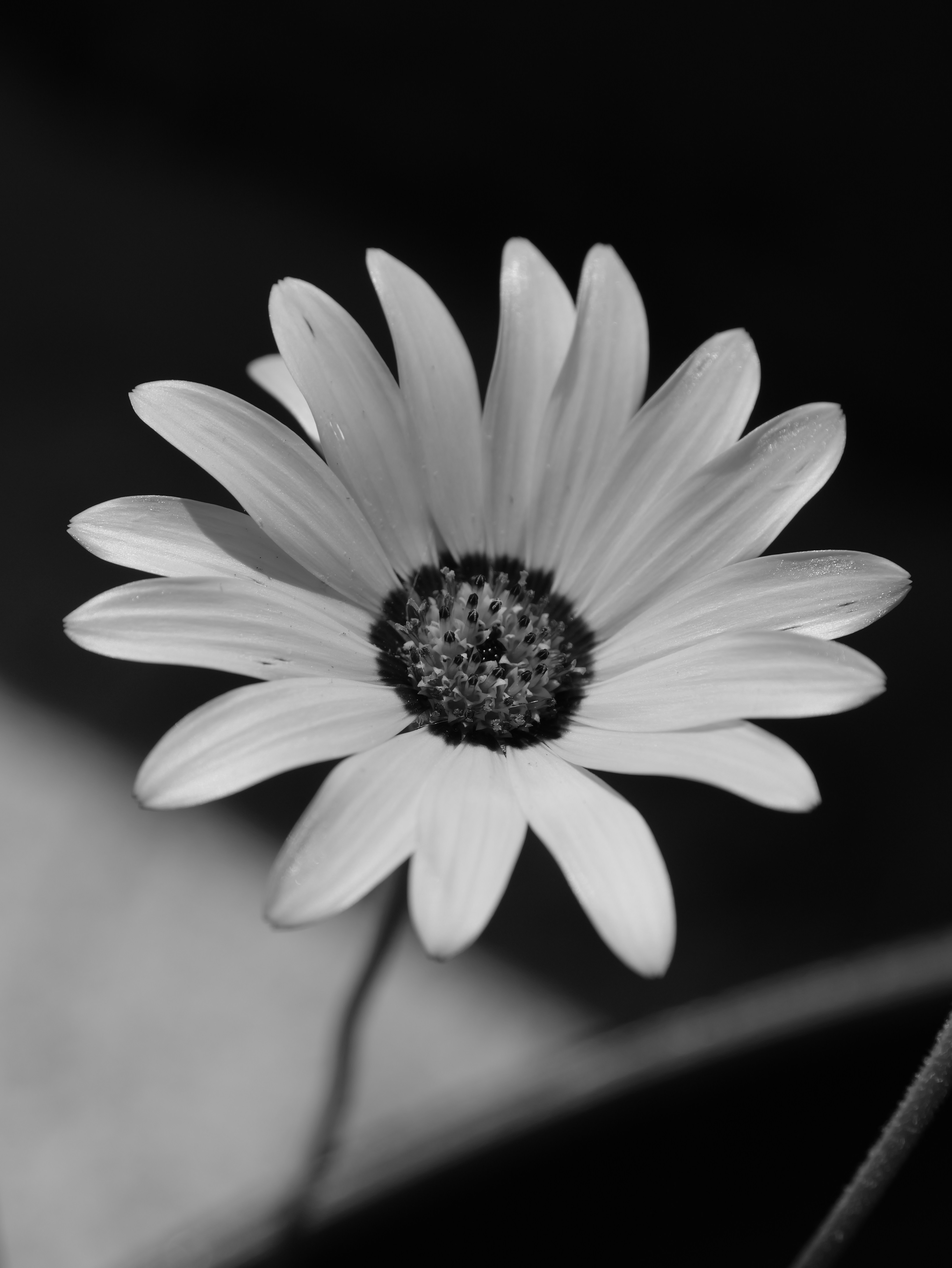 Petals in Focus: A Monochrome Bloom Centerstage