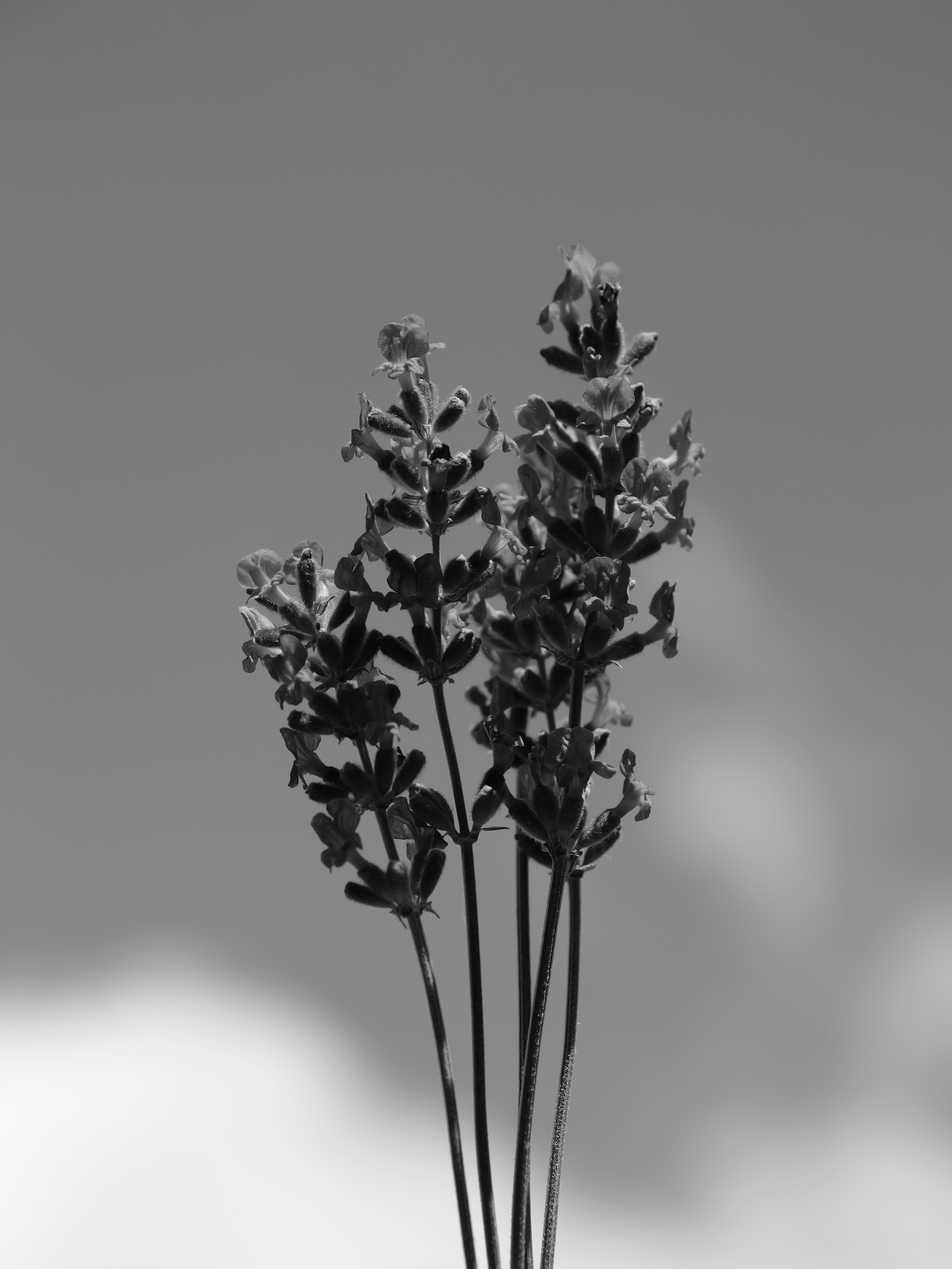 Tender Sprouts Reaching Toward a Quiet Sky
