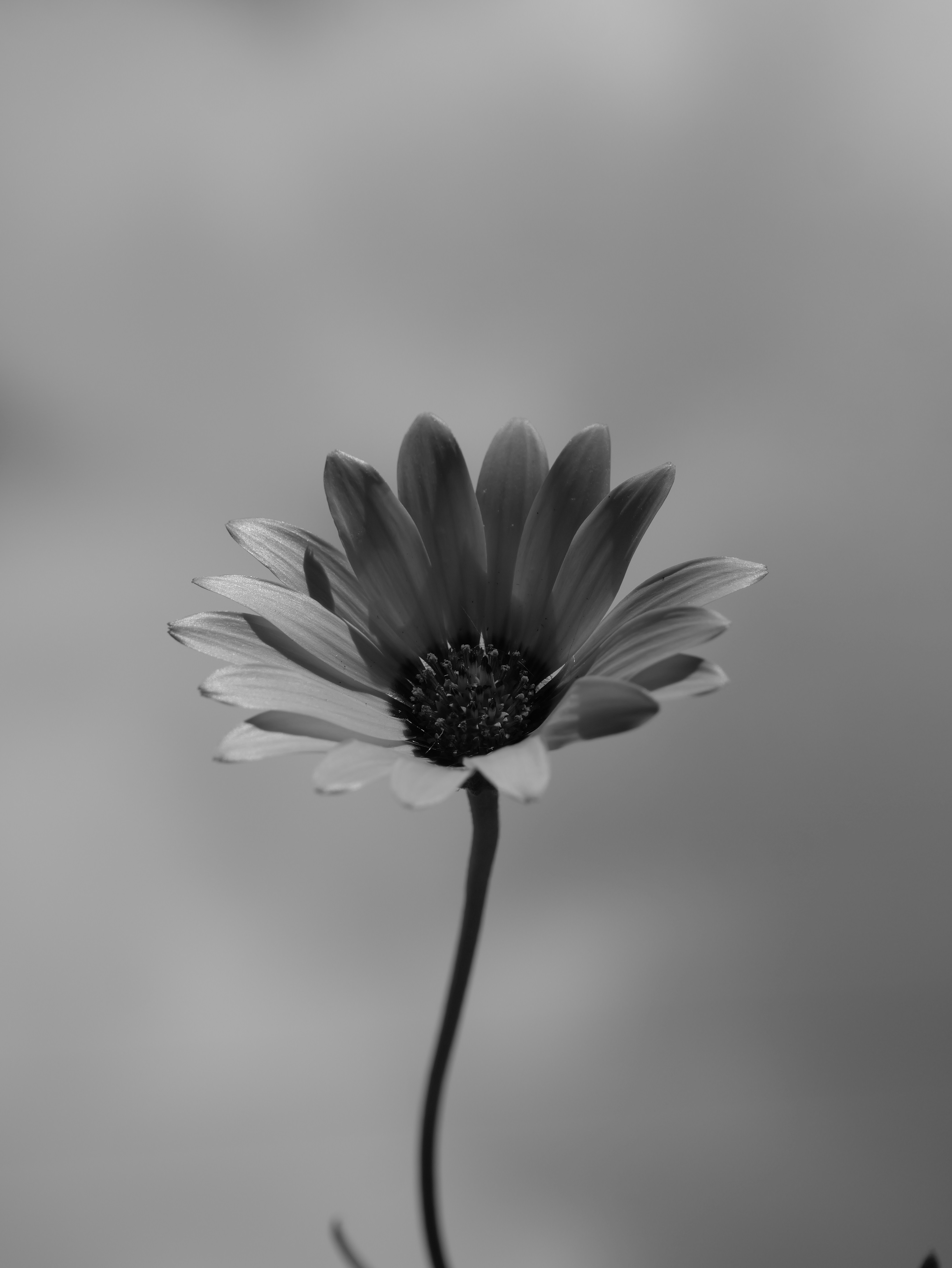 Single Daisy in Soft Focus: A Gentle Monochrome Moment