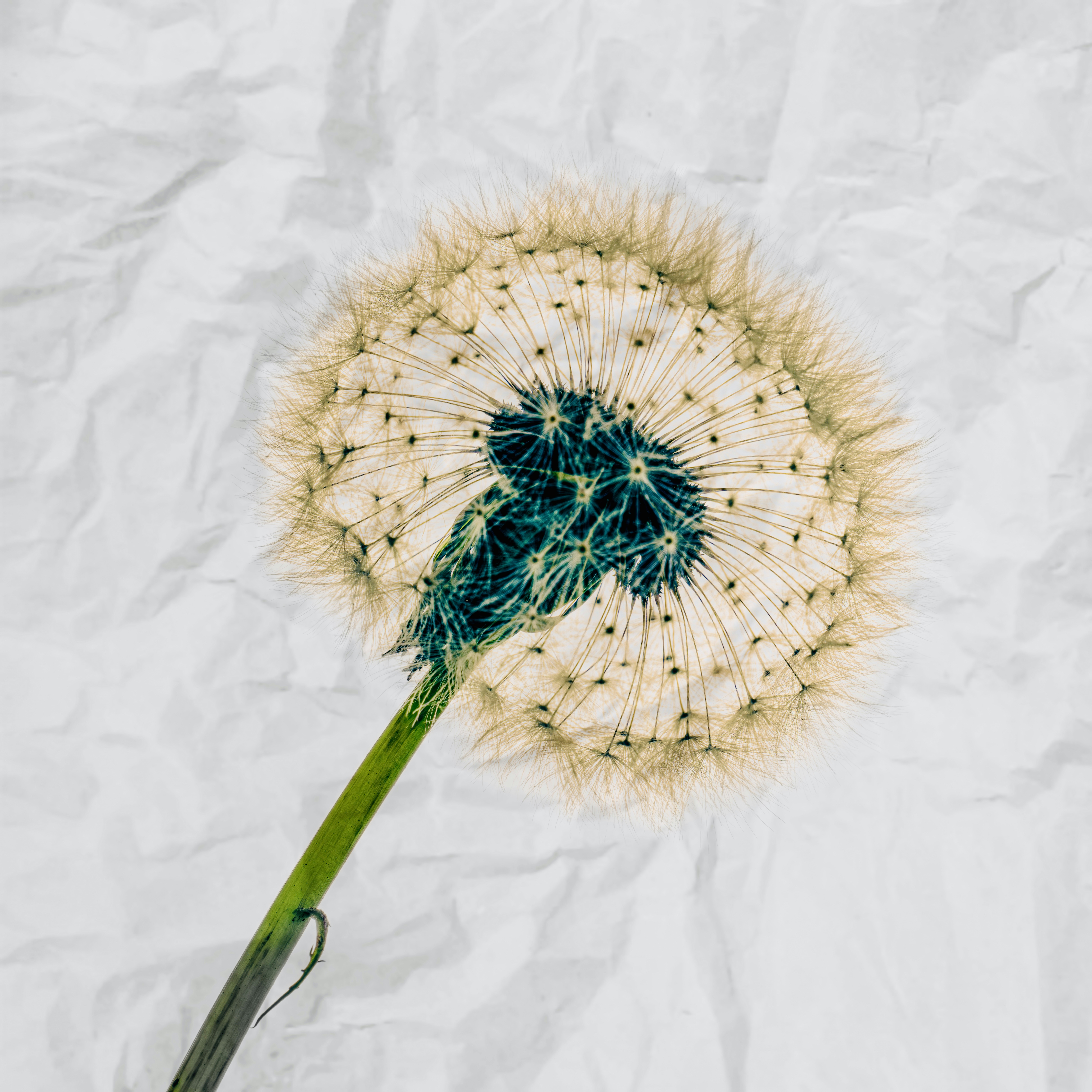 Dandelion Orbit: Close-up of a Seed Head Against Crumpled Paper