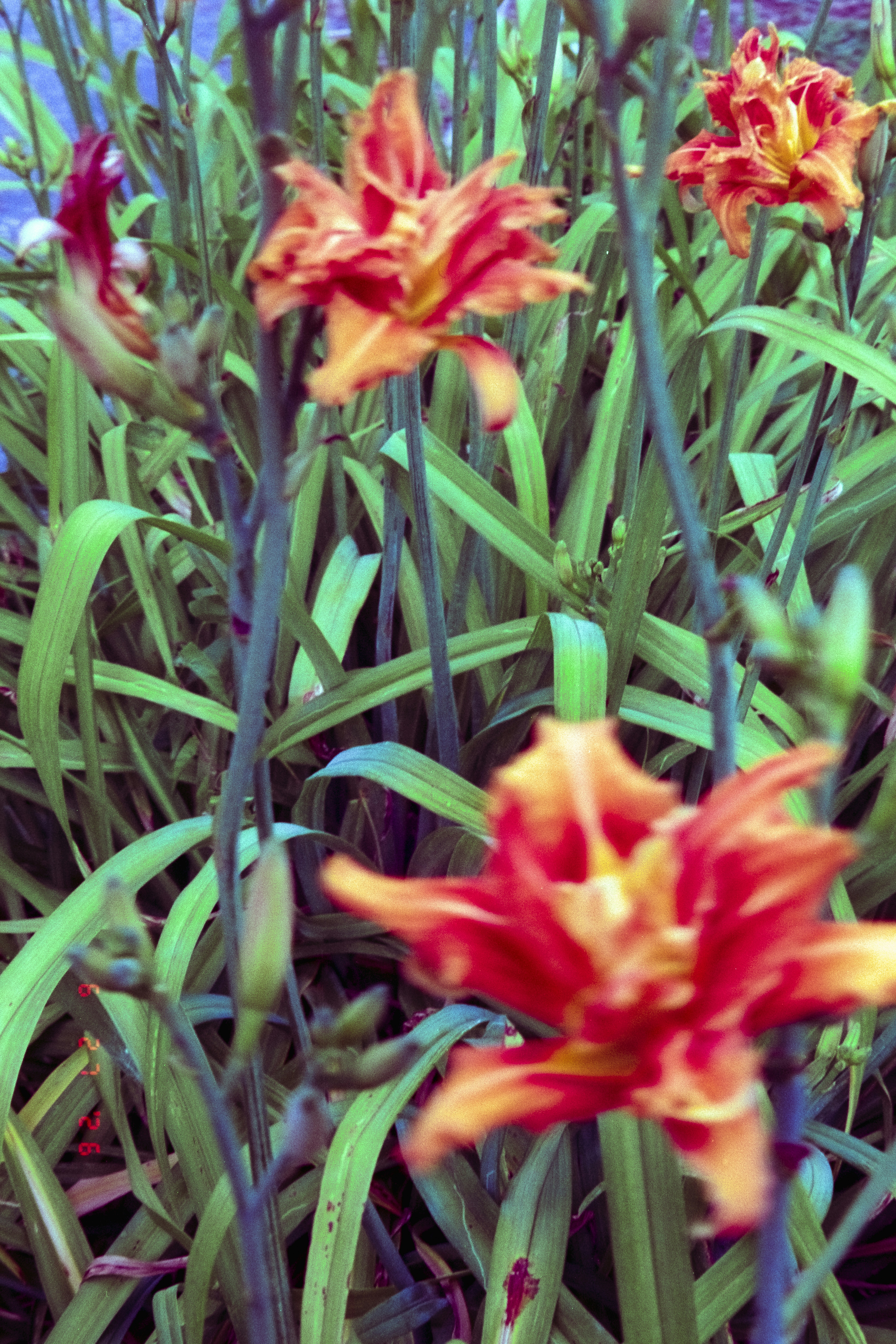 Crimson Iris Amid Green Ribbons