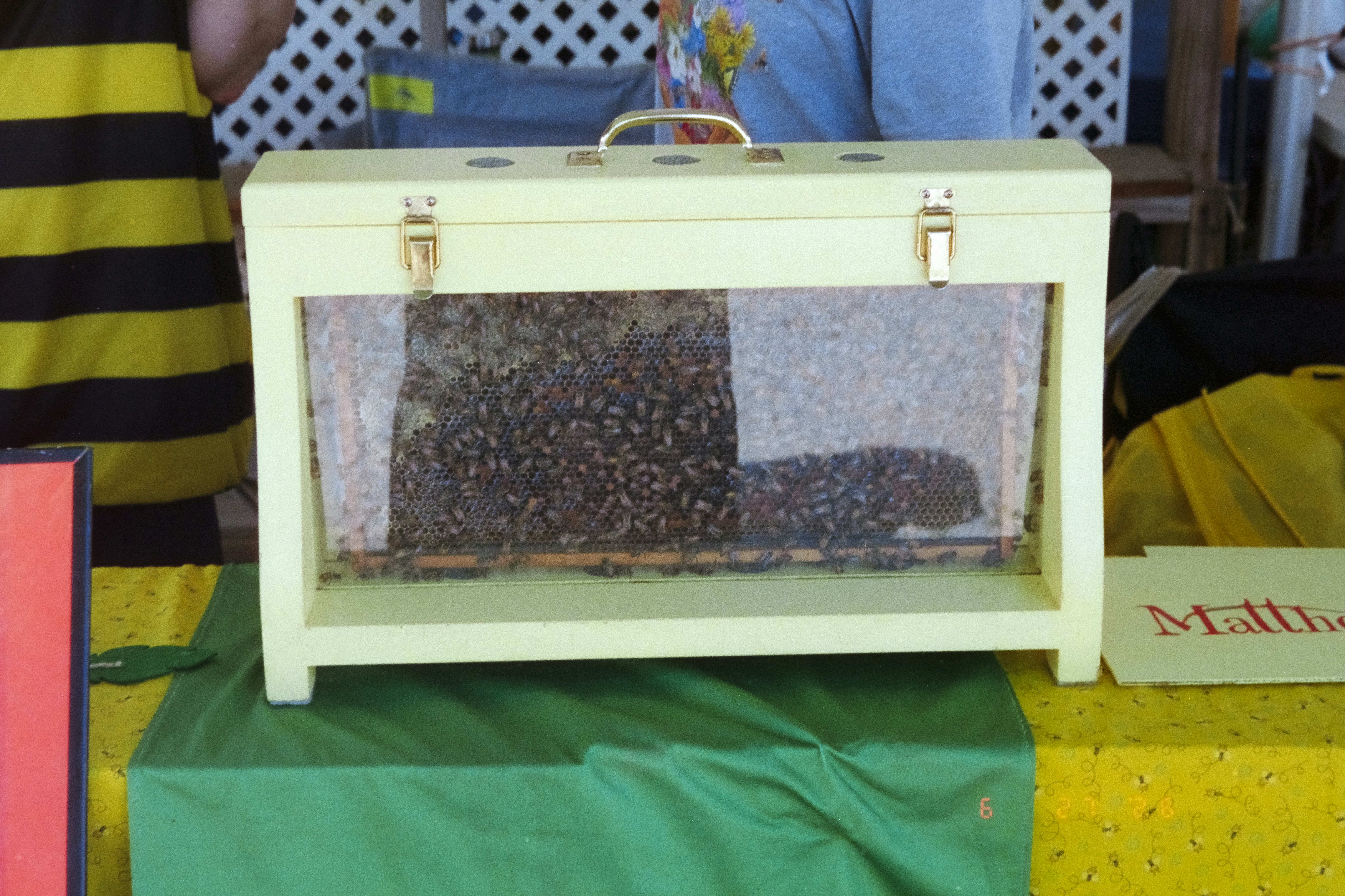 Honeycomb in a pale-tinted display case at a sunny market stall