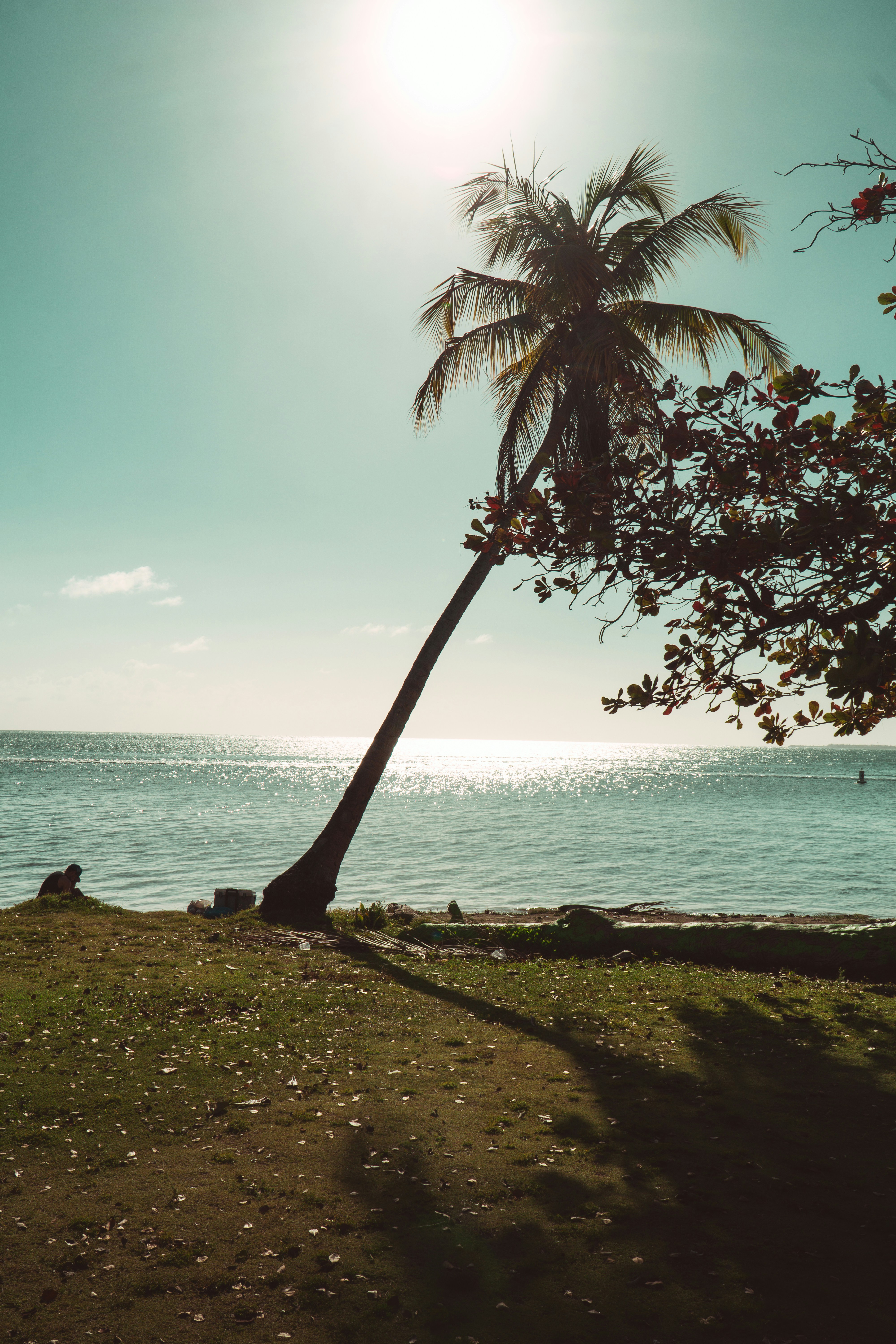 Crowned by a summer sun: a solitary palm leaning toward the sea