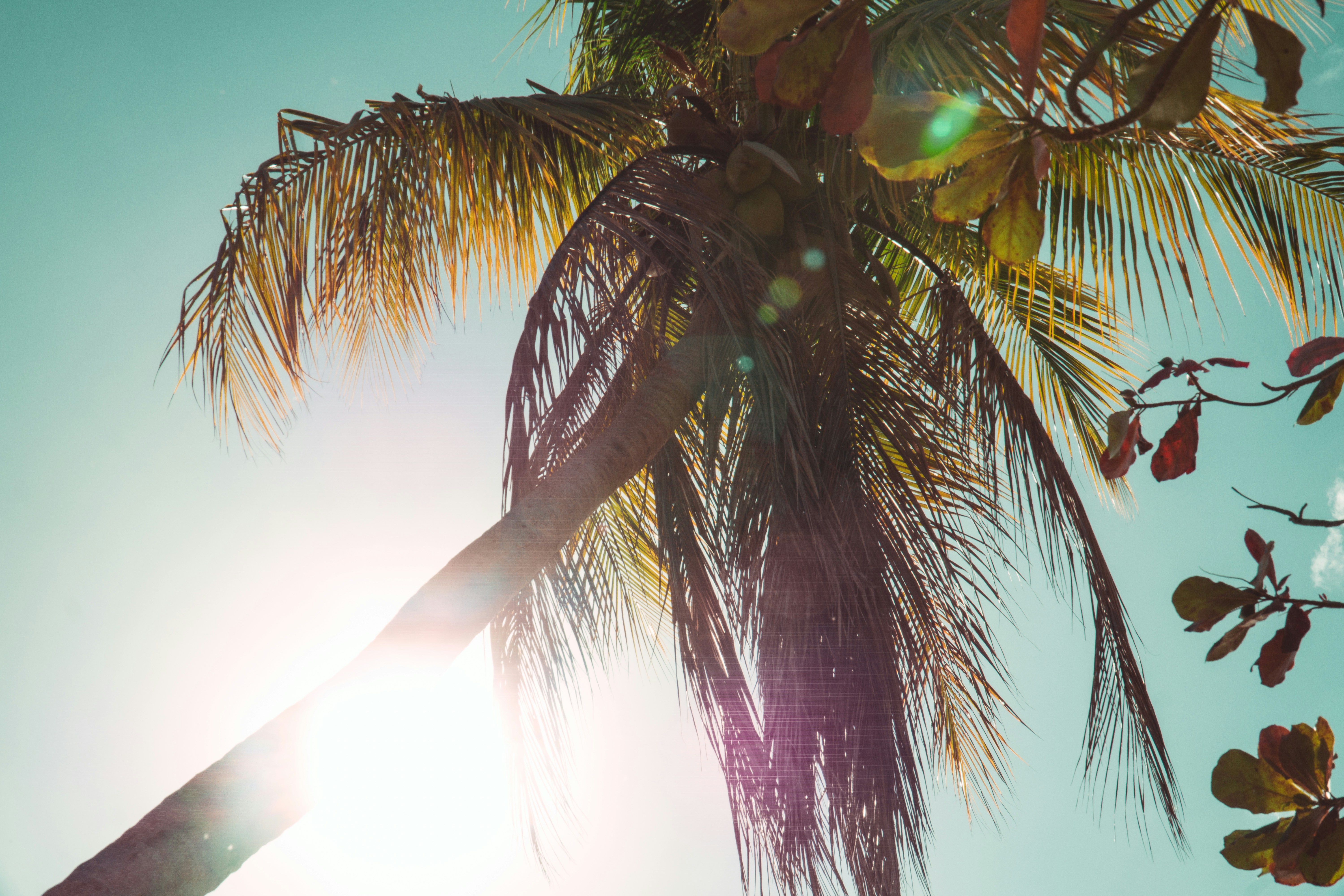 Sunlit Palm Canopy: A Burst Through the Fronds