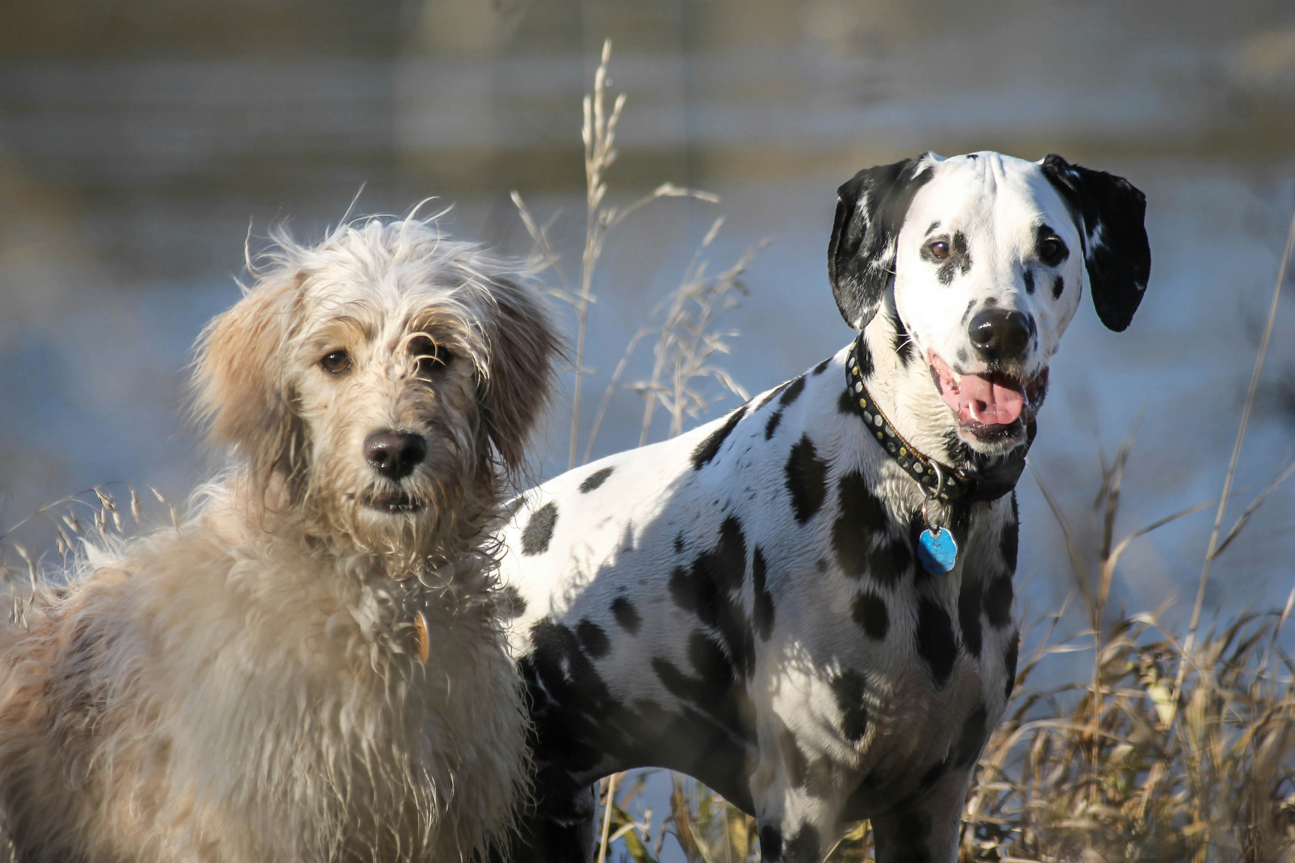 Eyes in the Meadow: A Pair of Canine Companions by the Water