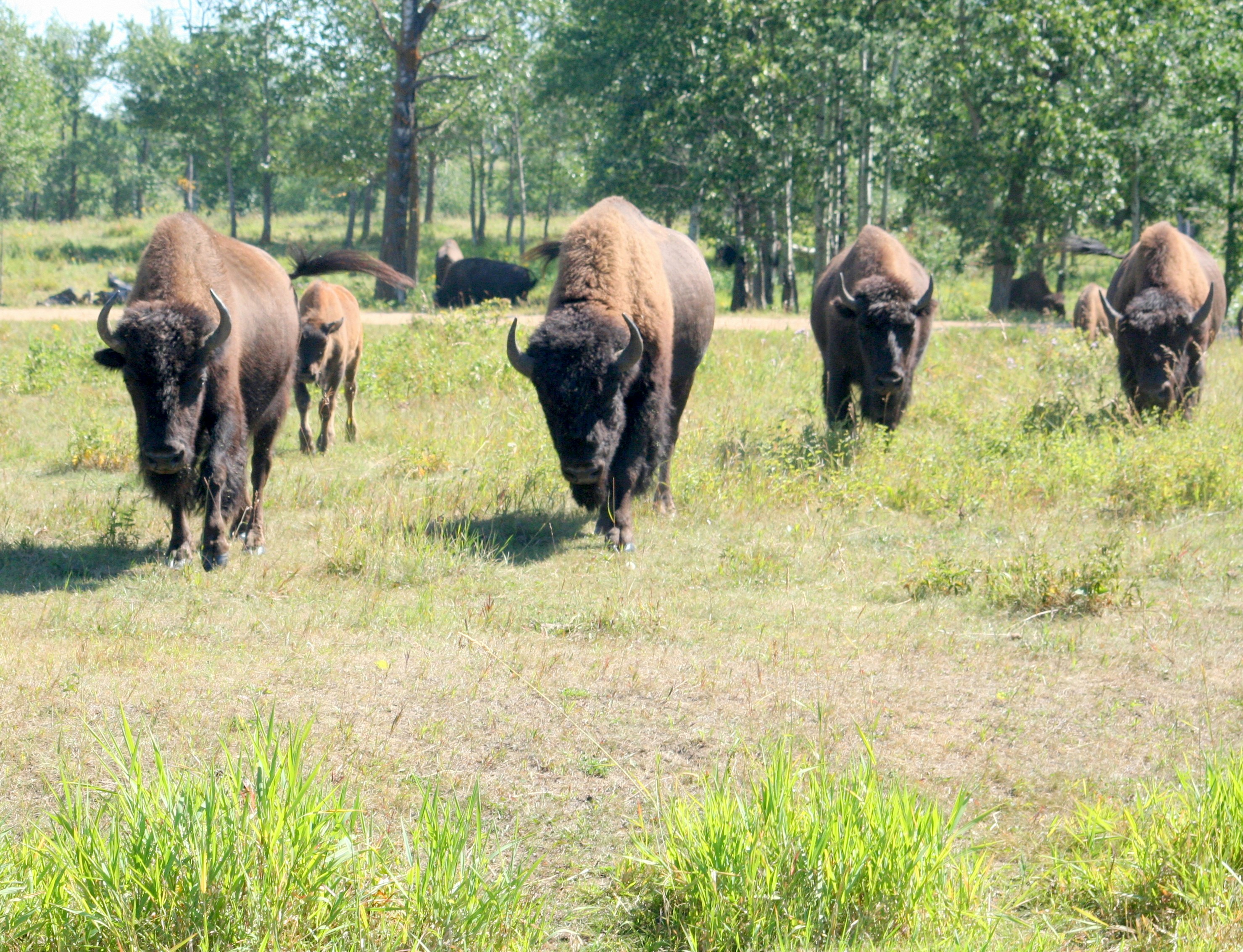 Charge of the Prairie Herd at Dawn
