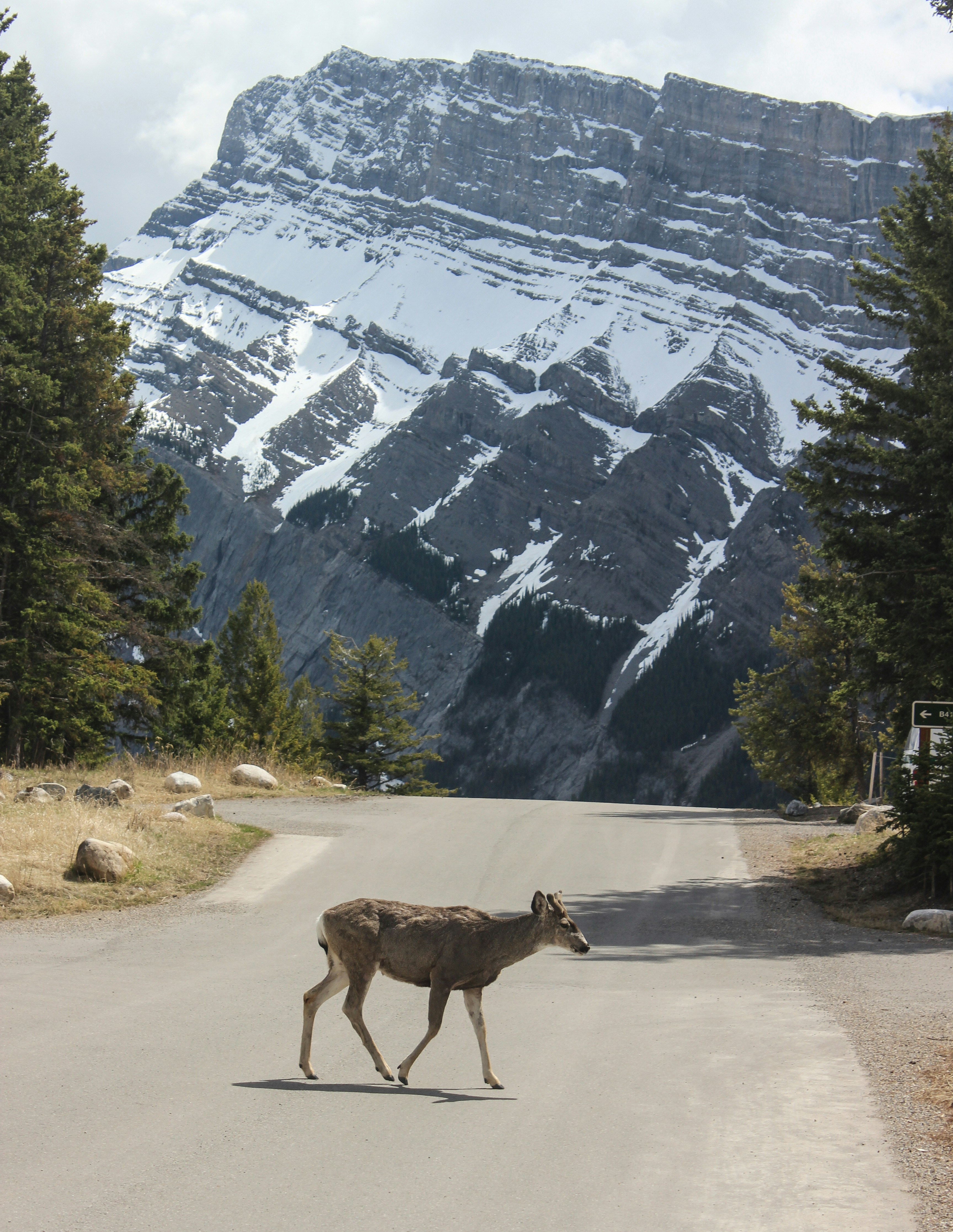 Highway Through An Alpine Echo: A Deer on the Descent