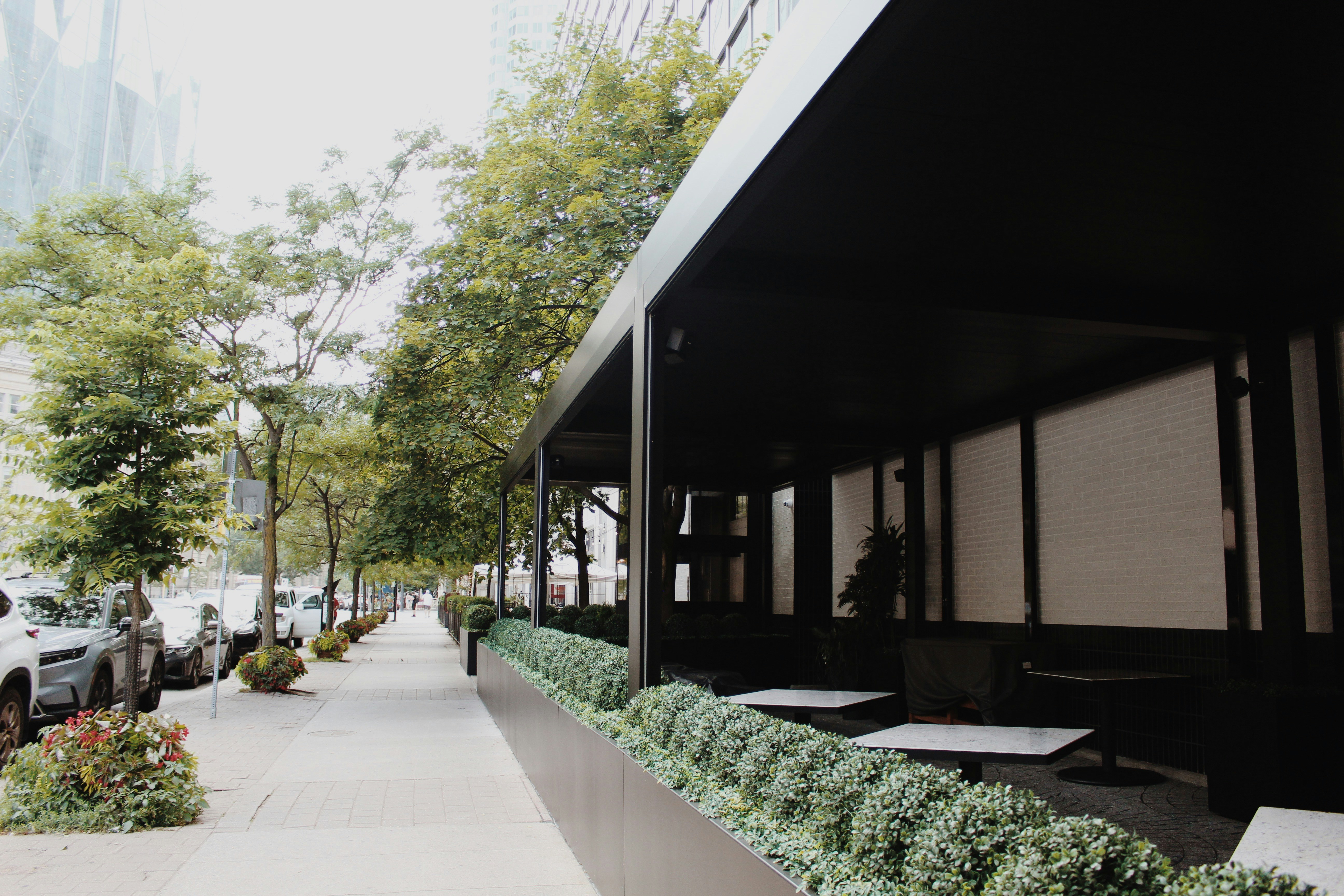 Edge of the Avenue: Modern facade and tree-lined sidewalk