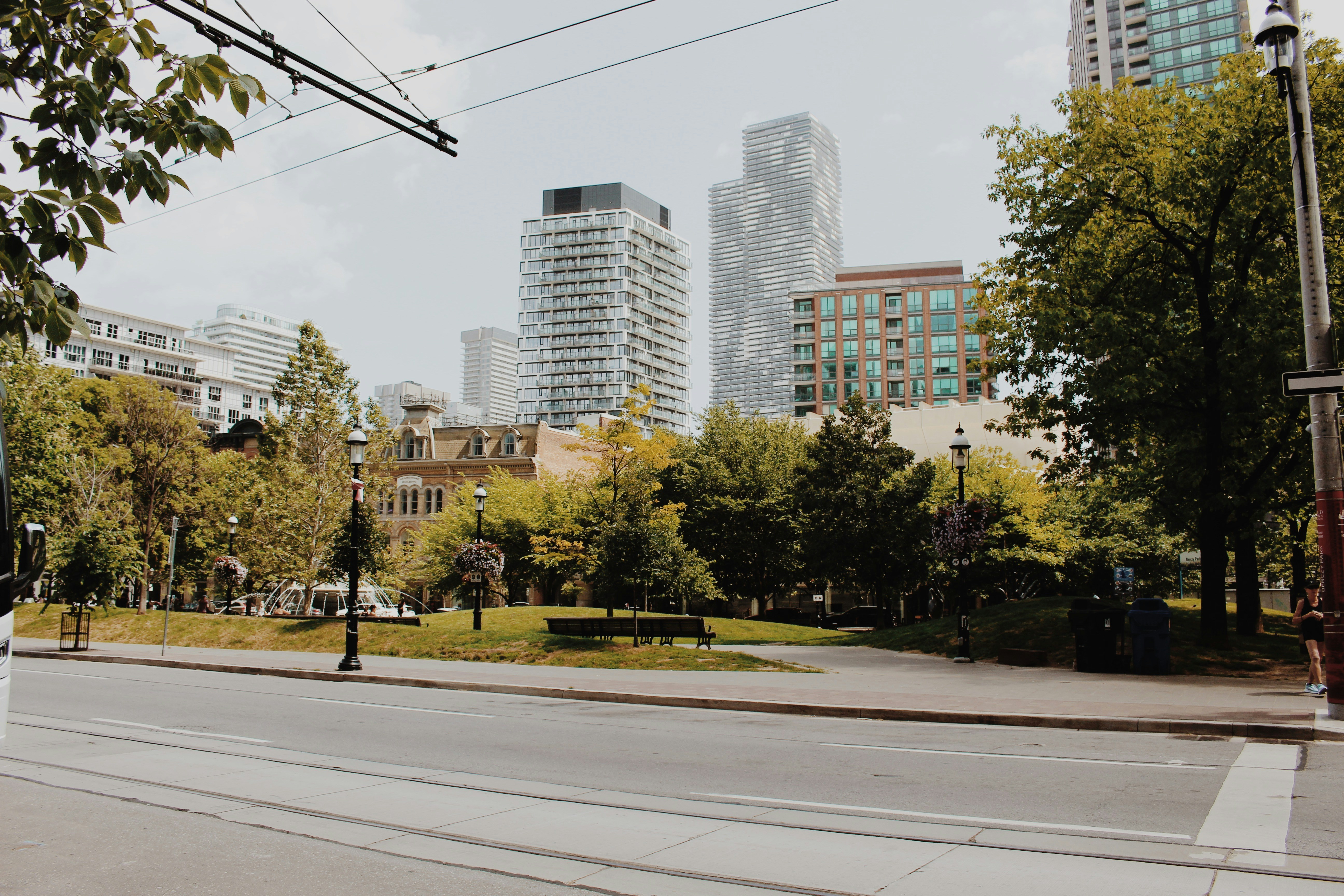 Urban Vista: Cityscape Opens Behind a Tree-lined Park