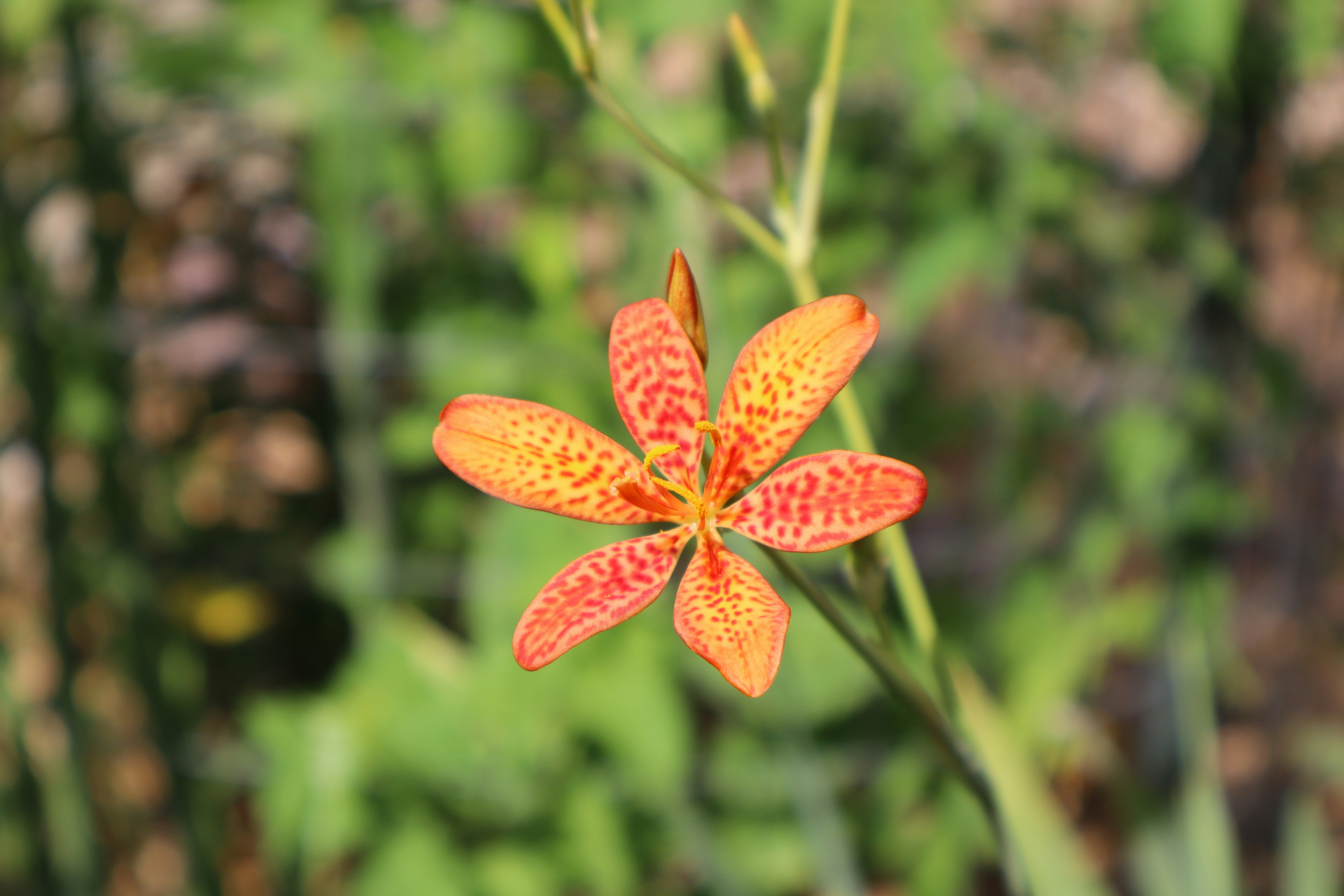 Orange-speckled Lily Emerges from a Soft-green Blur