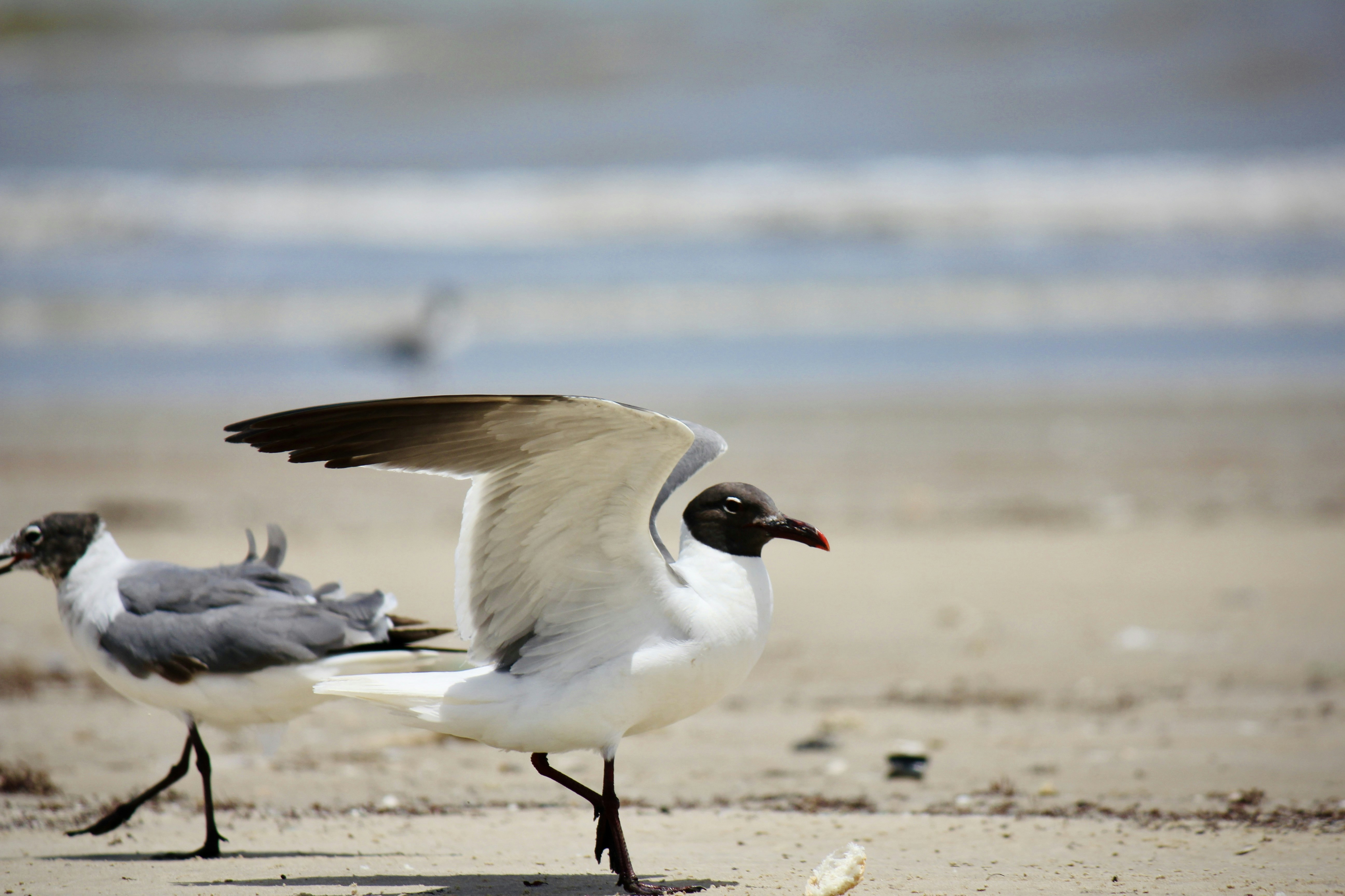 Winged Harbor Wanderer: A Seagull Strides Across Sunlit Sand