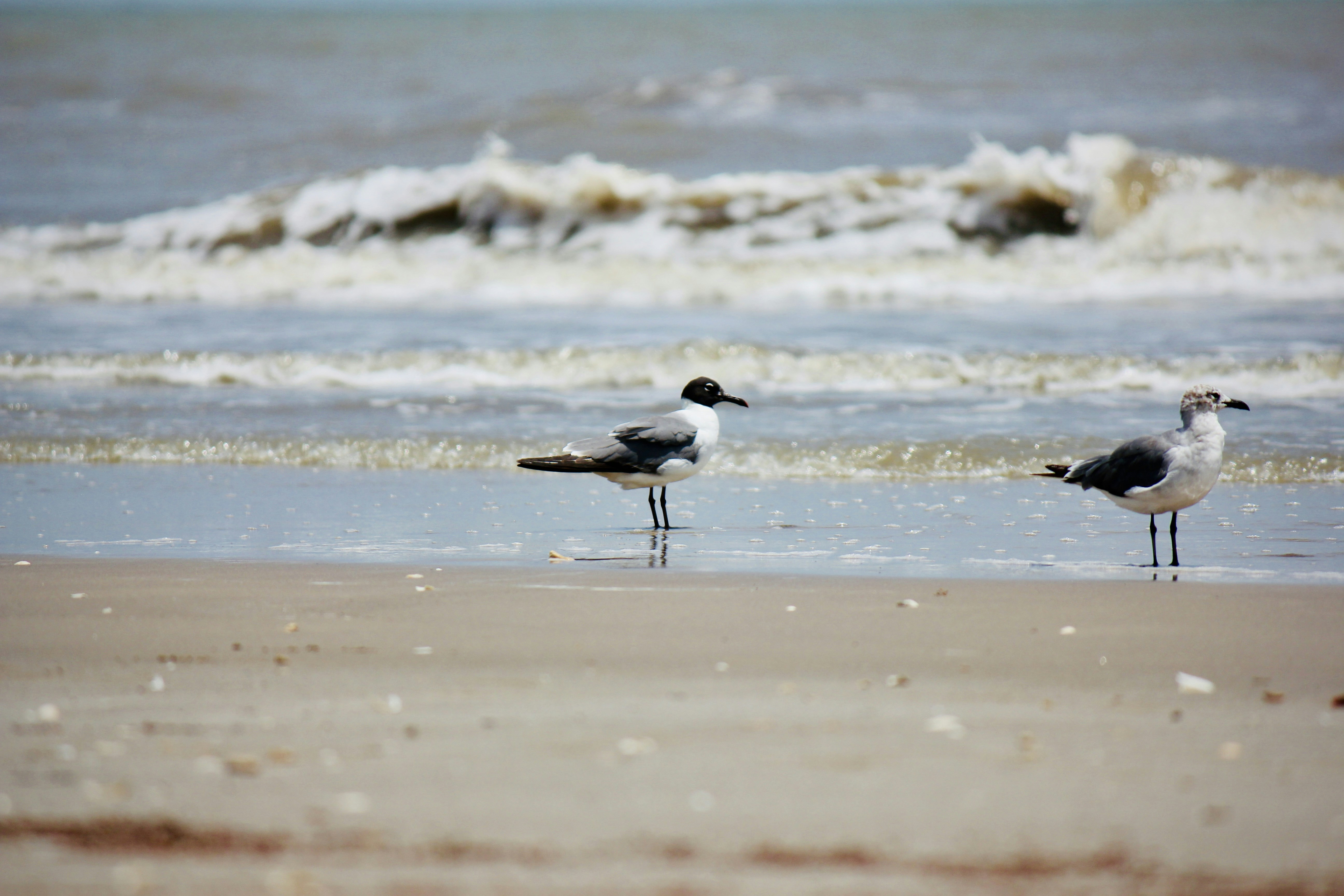 Two Shorebirds Stand Guard Along a Quiet Tidal Edge