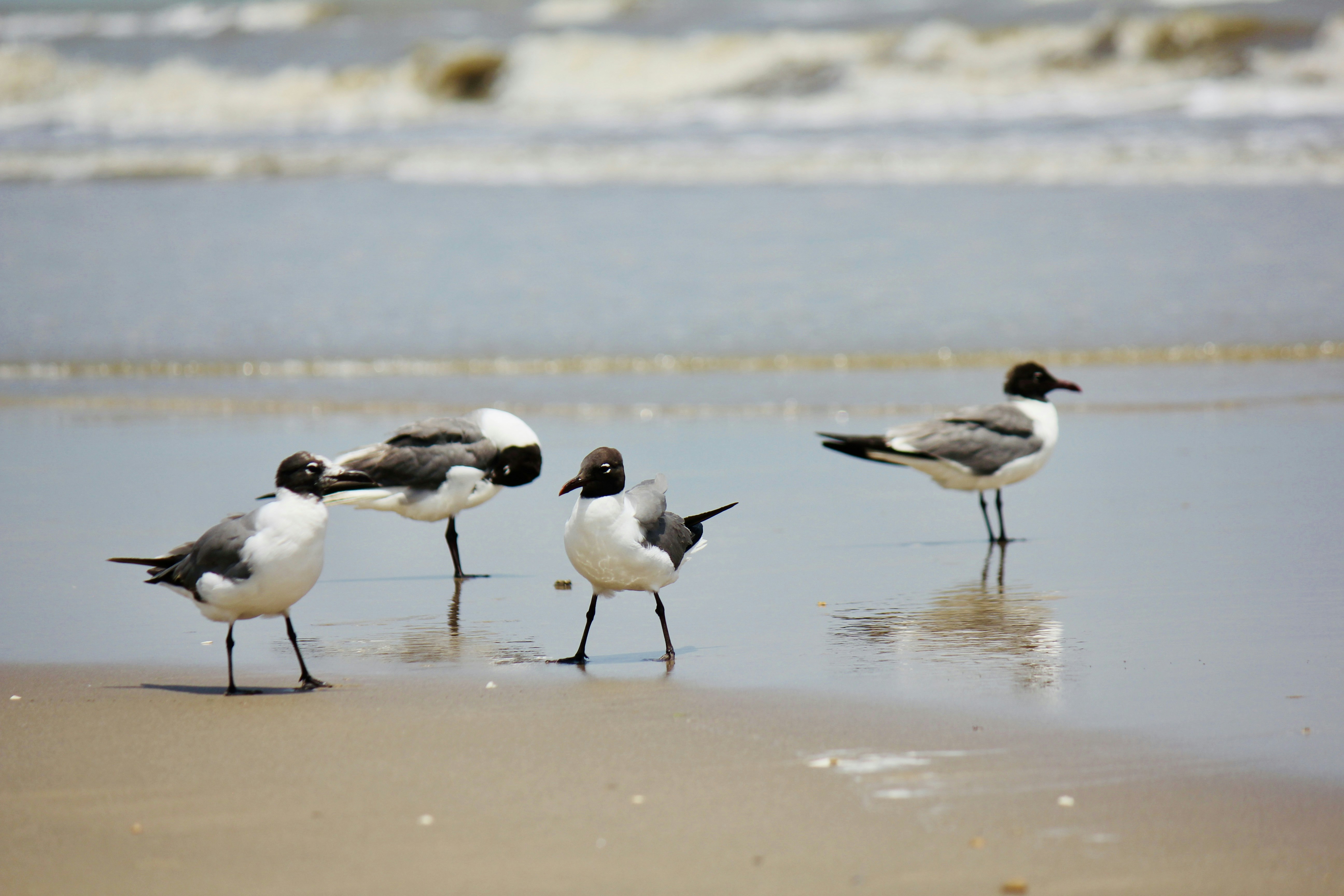 Seabird Assembly at the Tidal Edge