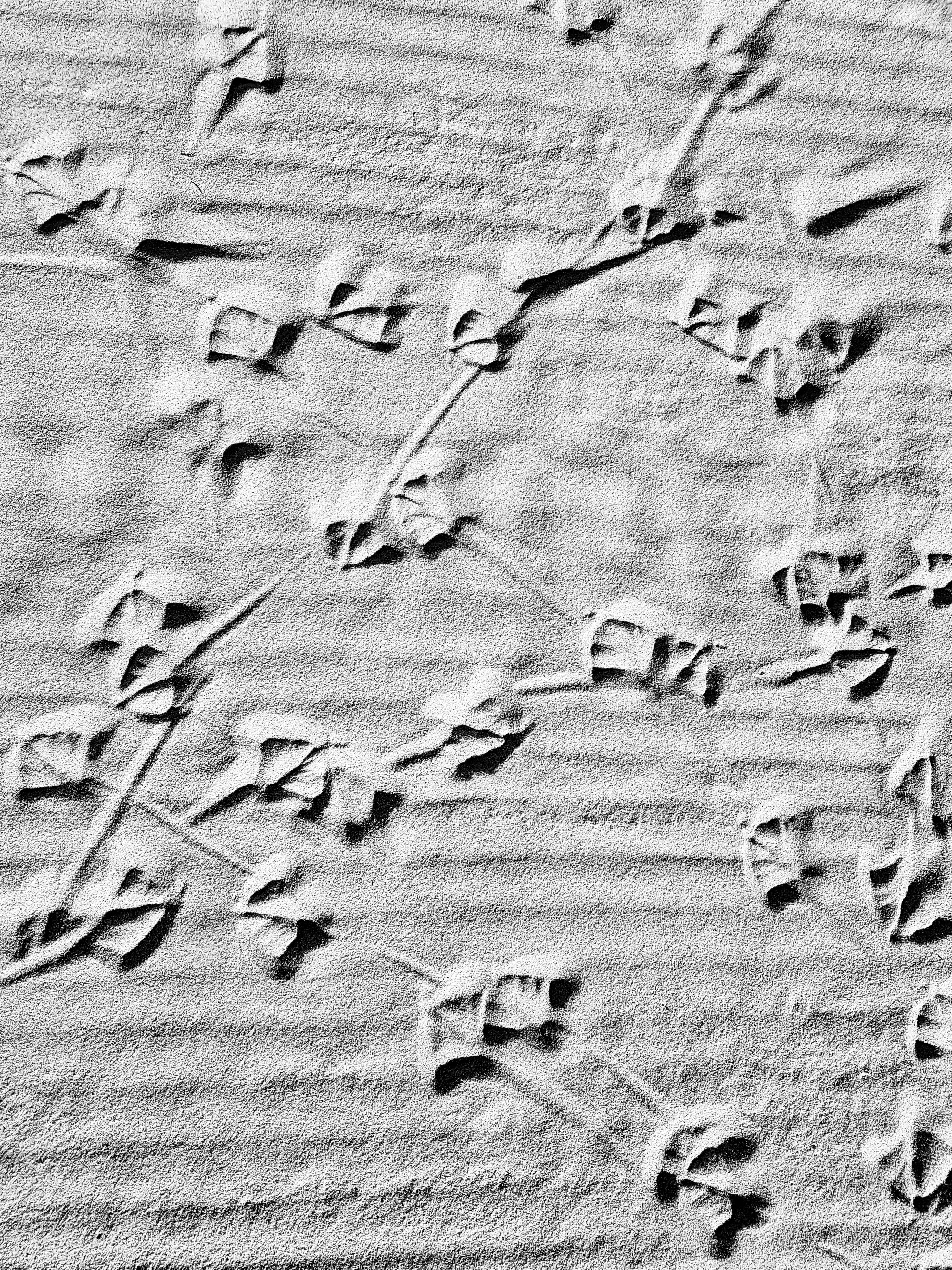 Tracks in the Sand: A Quiet Dance of Footprints