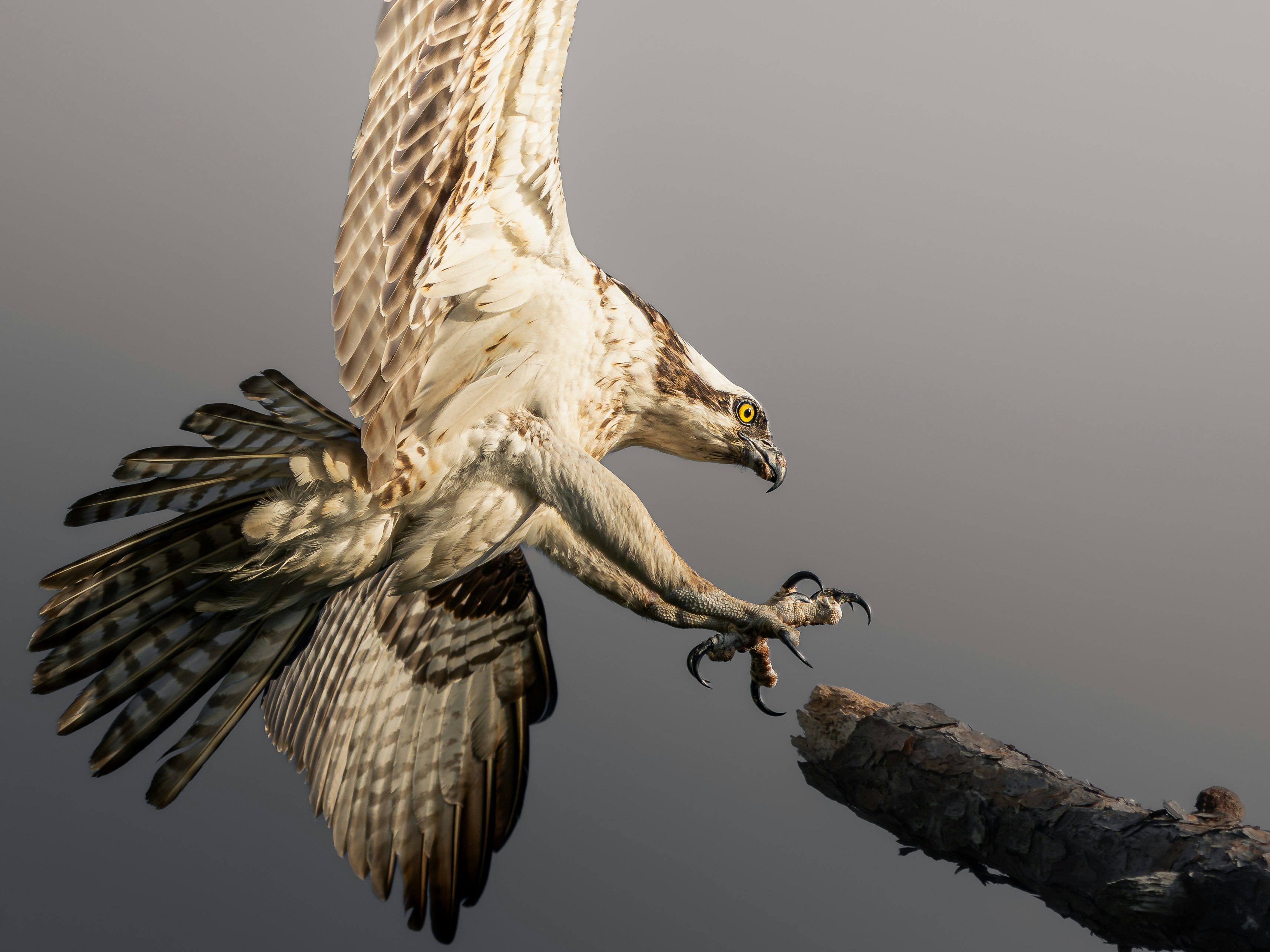 Raptor in Repose: A Peregrine Captures Prey on a Weathered Branch