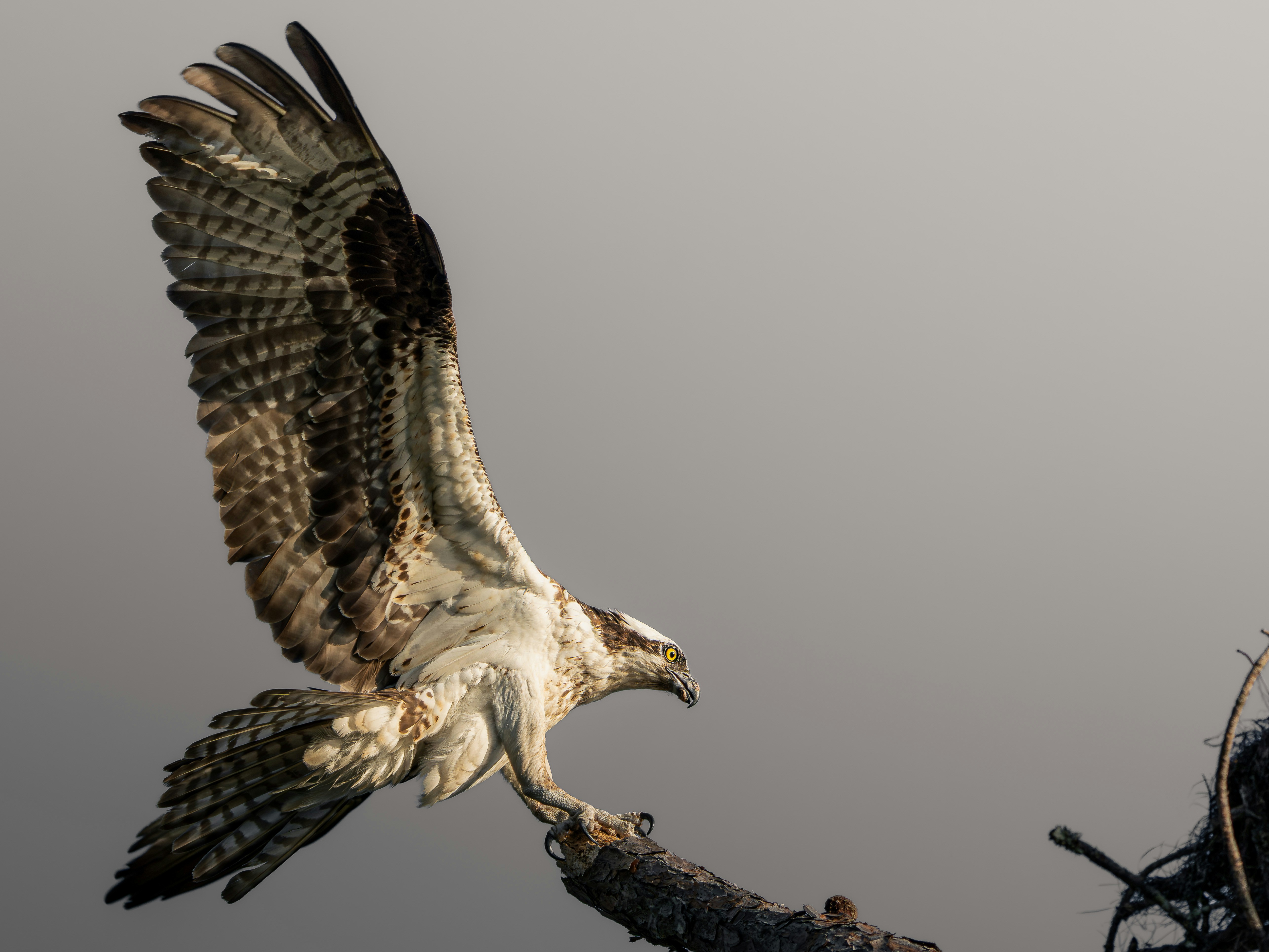 Raptor in Freefall: A Sea-Soaked Dawn Glide