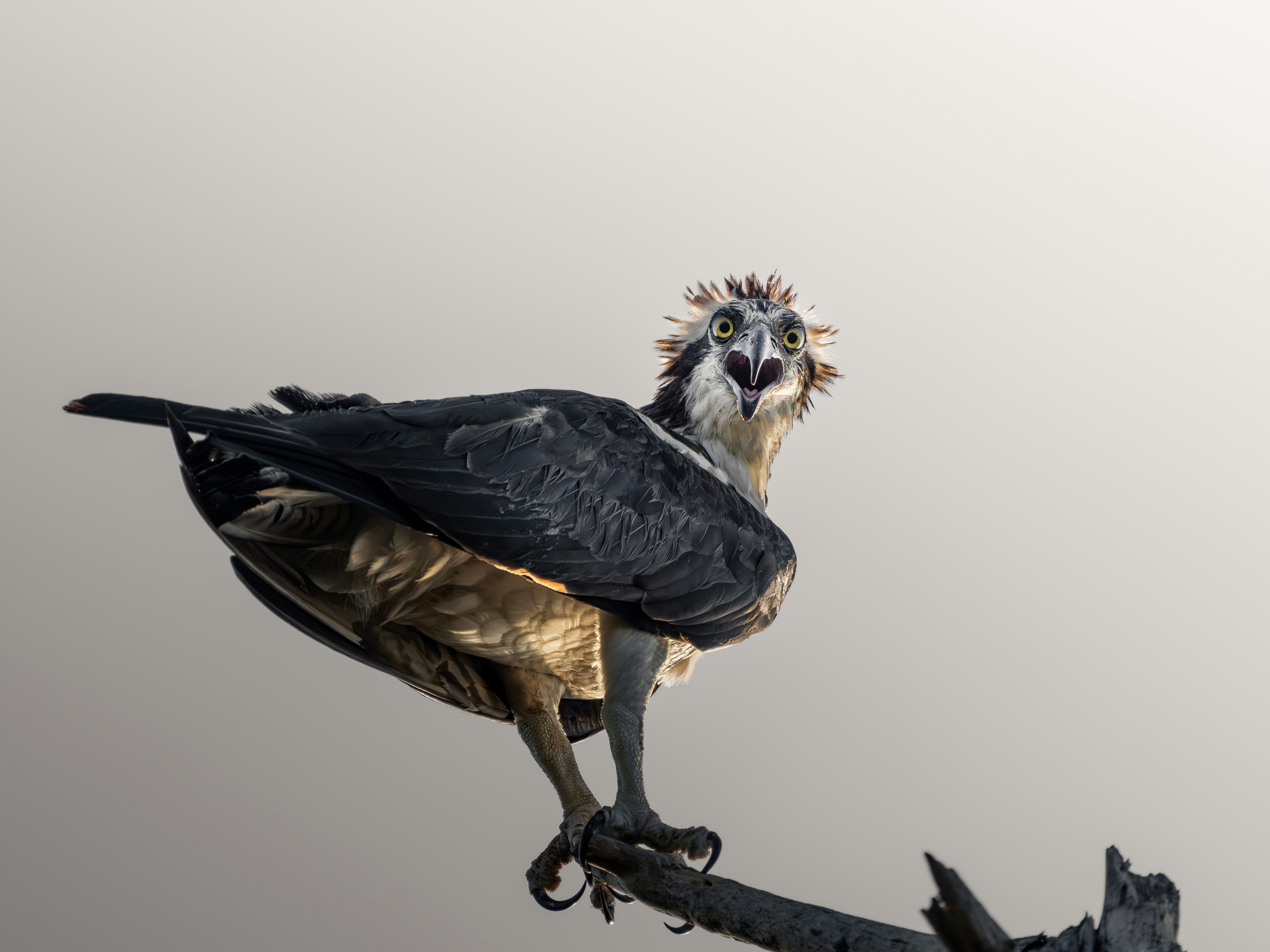 Ruffled Alert: A Bold Wildlife Moment on a Weathered Branch