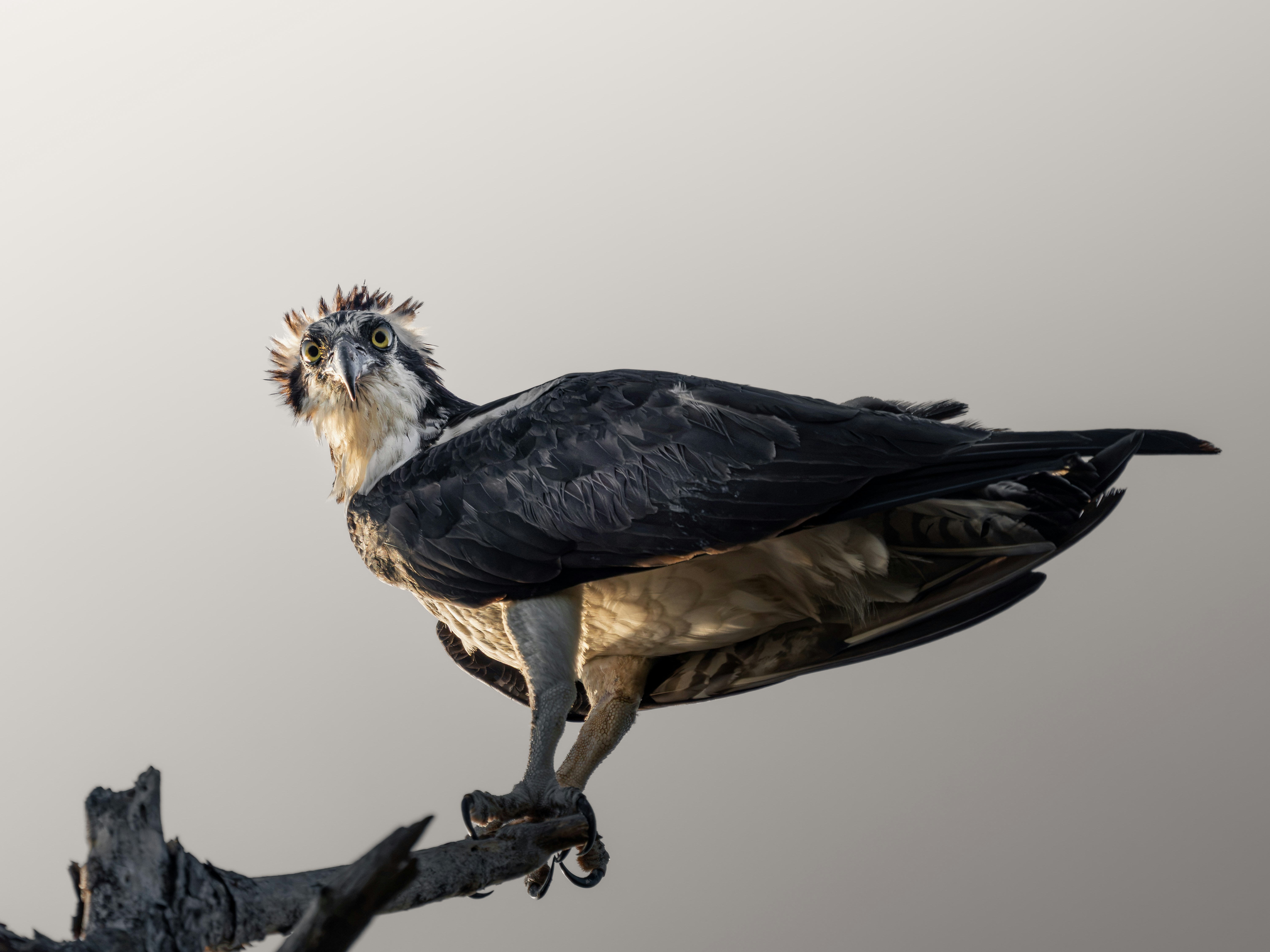 Curious Gaze: A Peregrine on a Wind-sculpted Perch