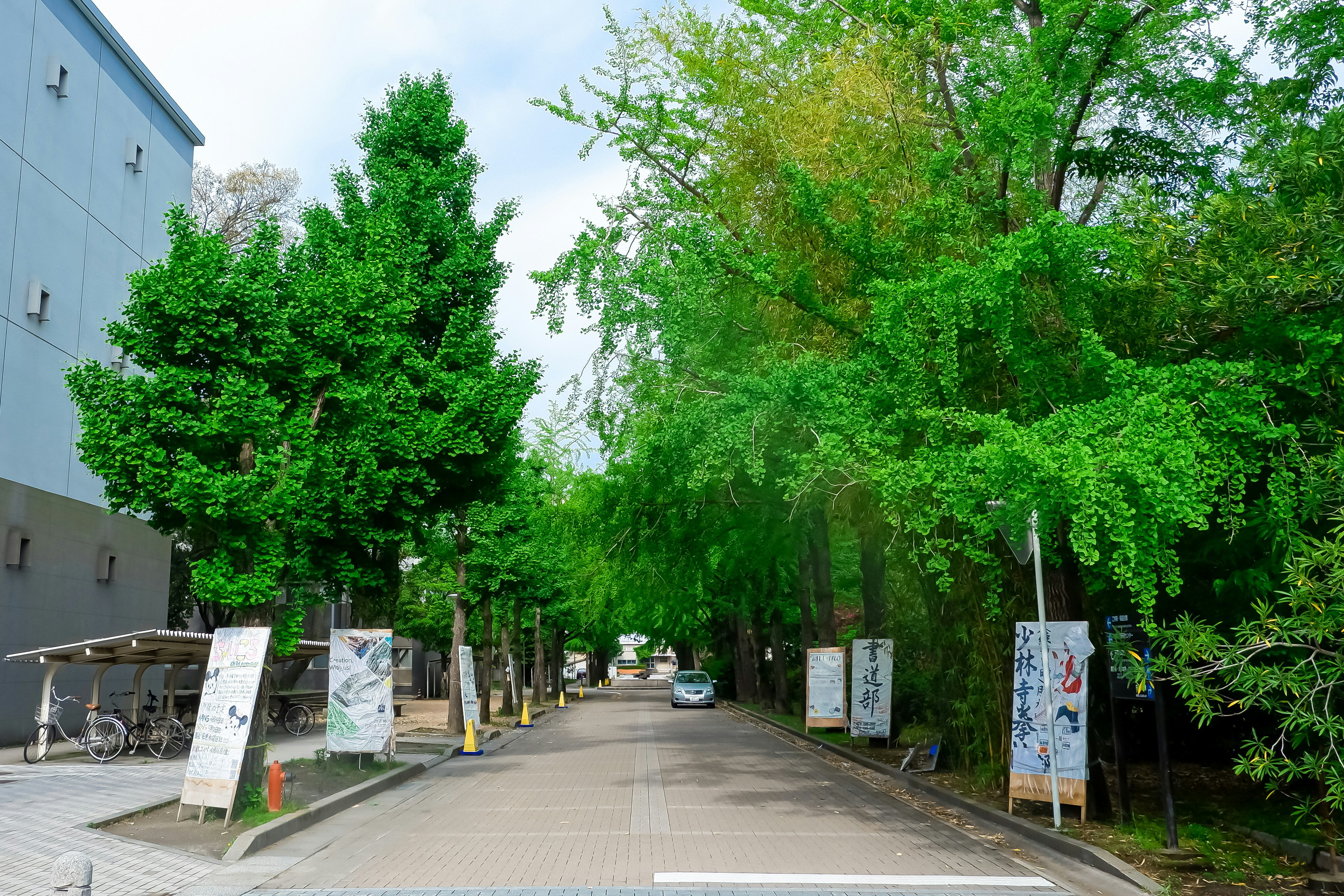 Tree-lined Campus Street: Green Corridor Under Soft Afternoon Light