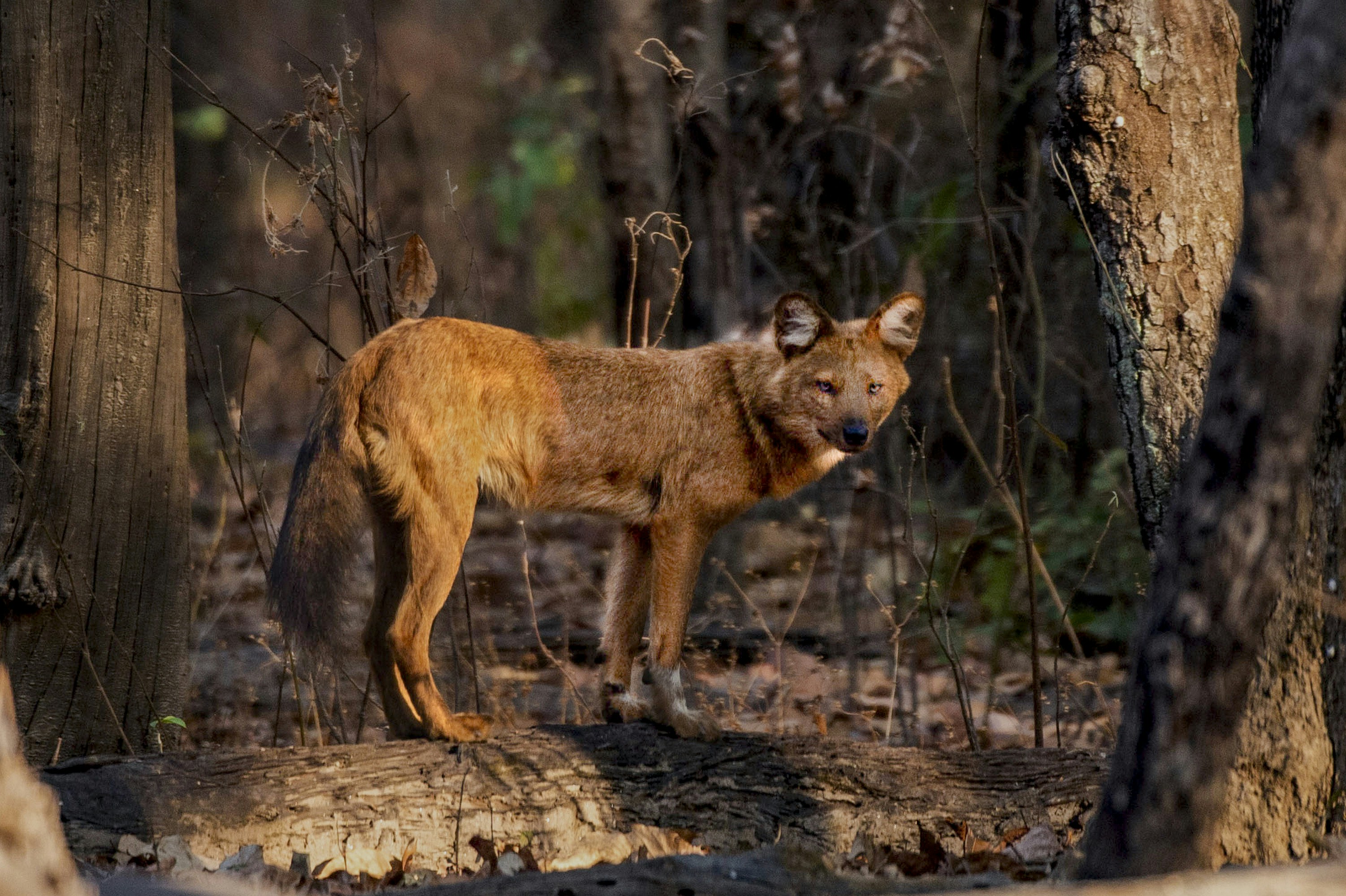 Amber Coastal Ranger: a wary dingo amid charred forest trunks