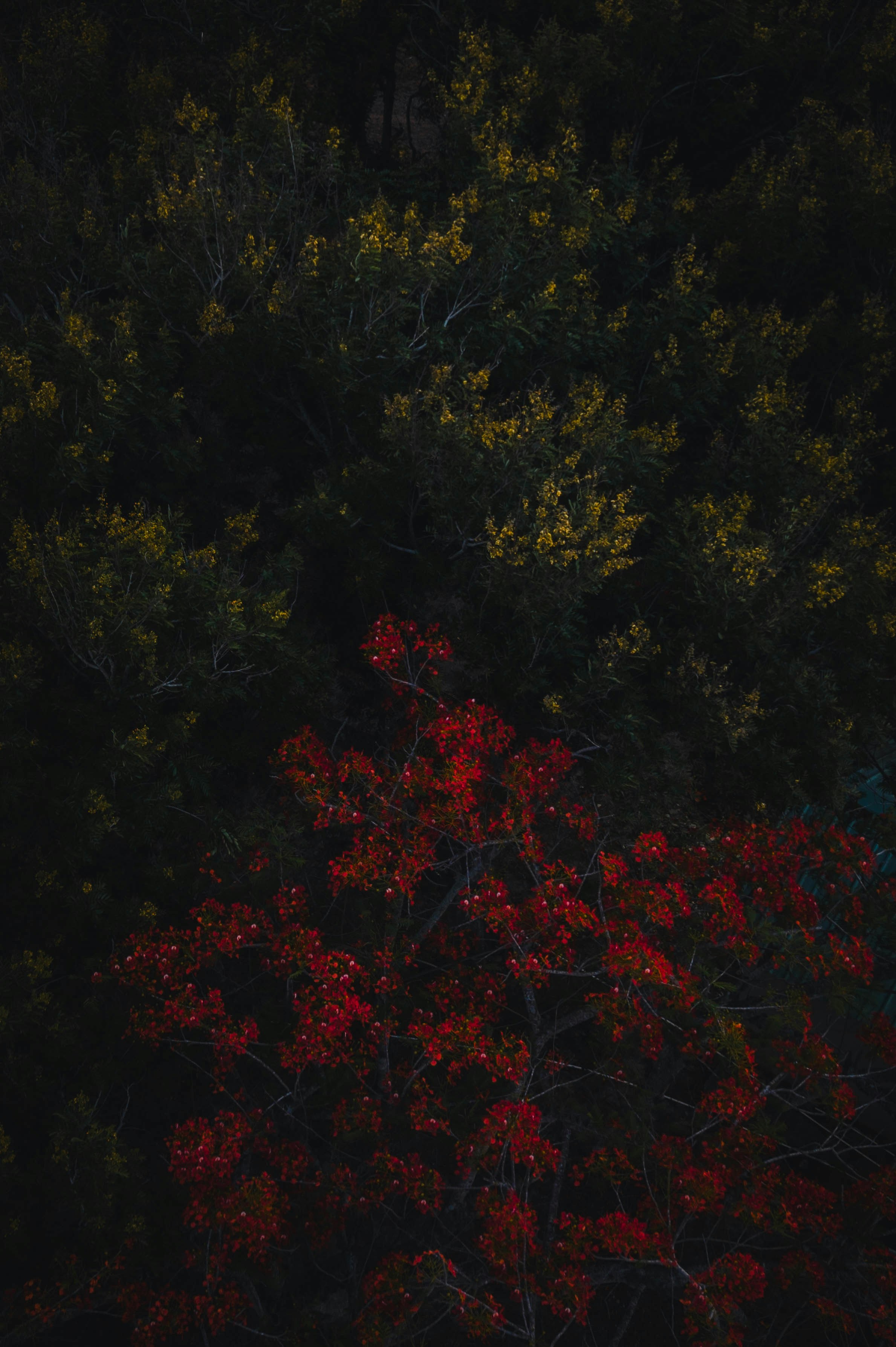 Crimson Canopy: A Glimpse Through Autumn Foliage