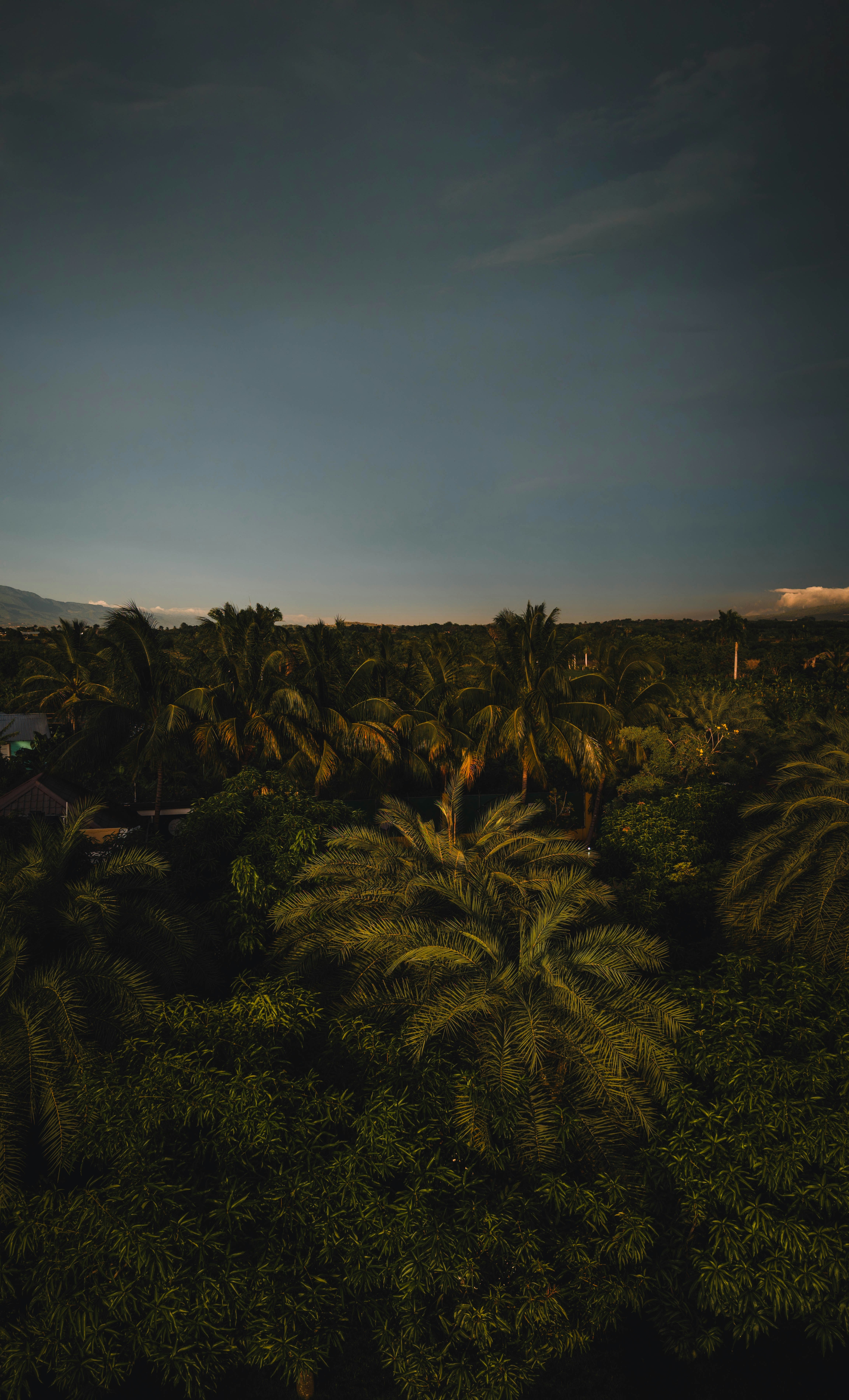 Sunset Over Emerald Canopy: A Dusk Dance of Palms