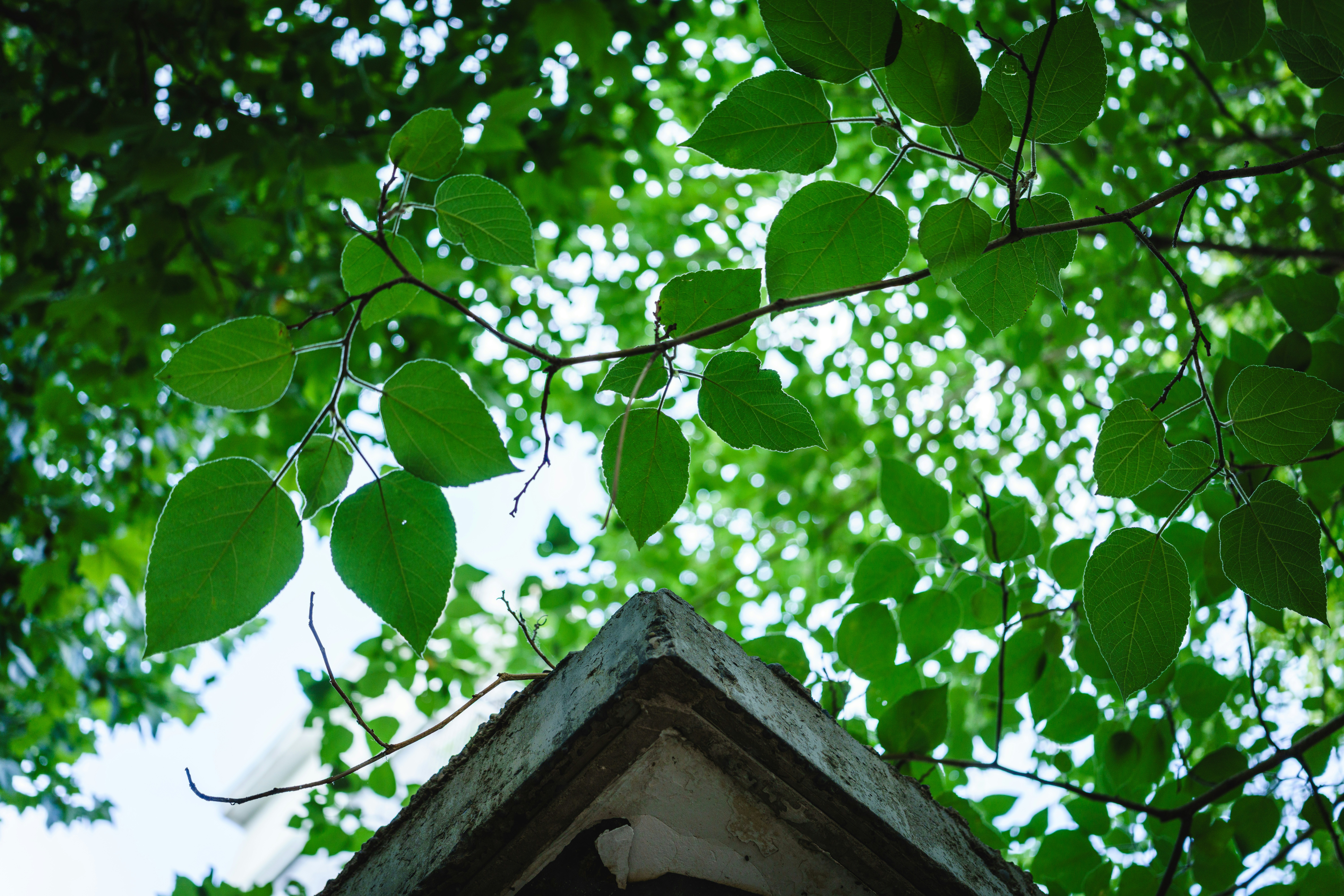 Green Canopy Over a Corner Roof