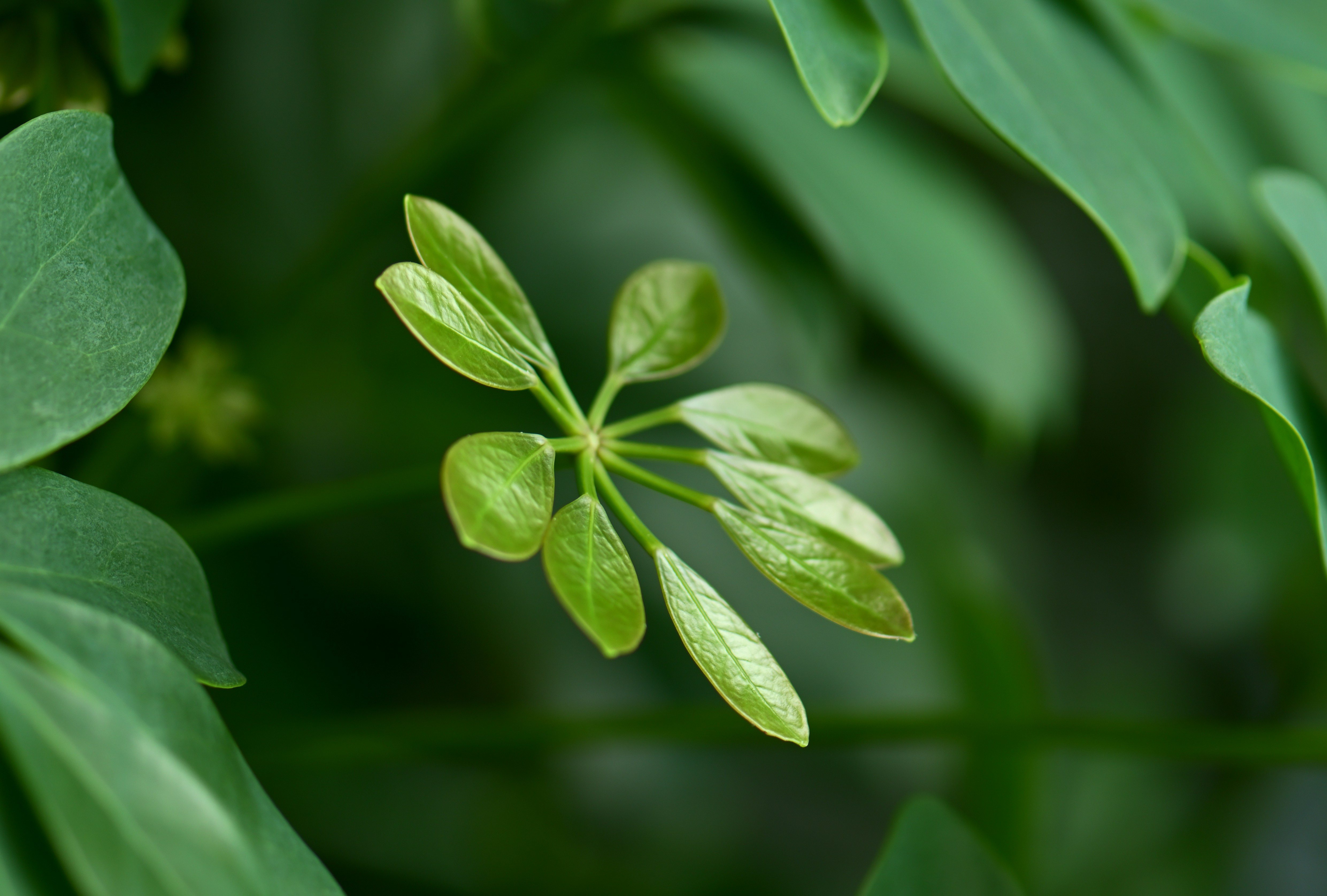 Young leaflet cluster at the center of a lush green frame